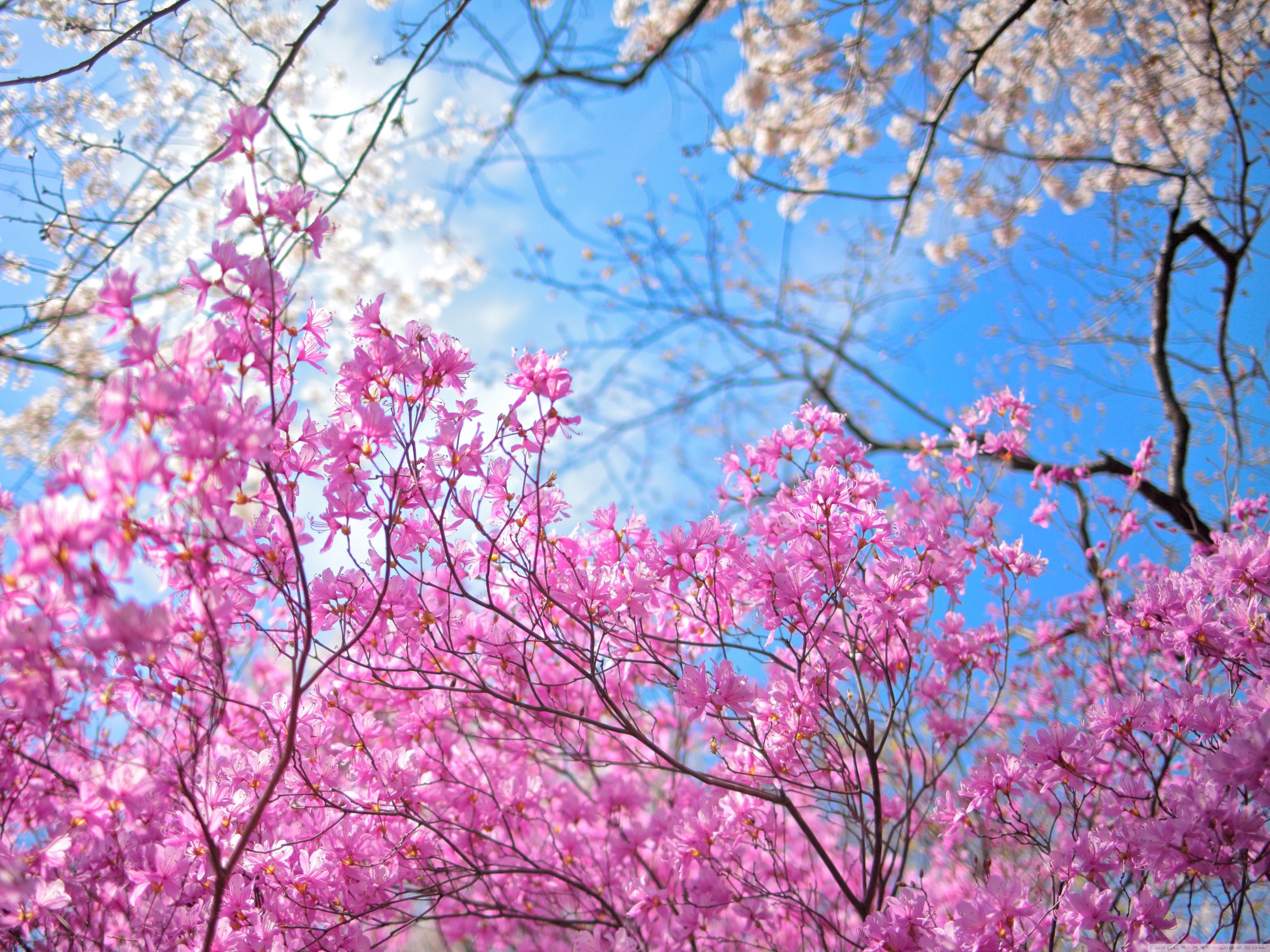 Bright Happy Wallpapers - Top Free Bright Happy Backgrounds ...