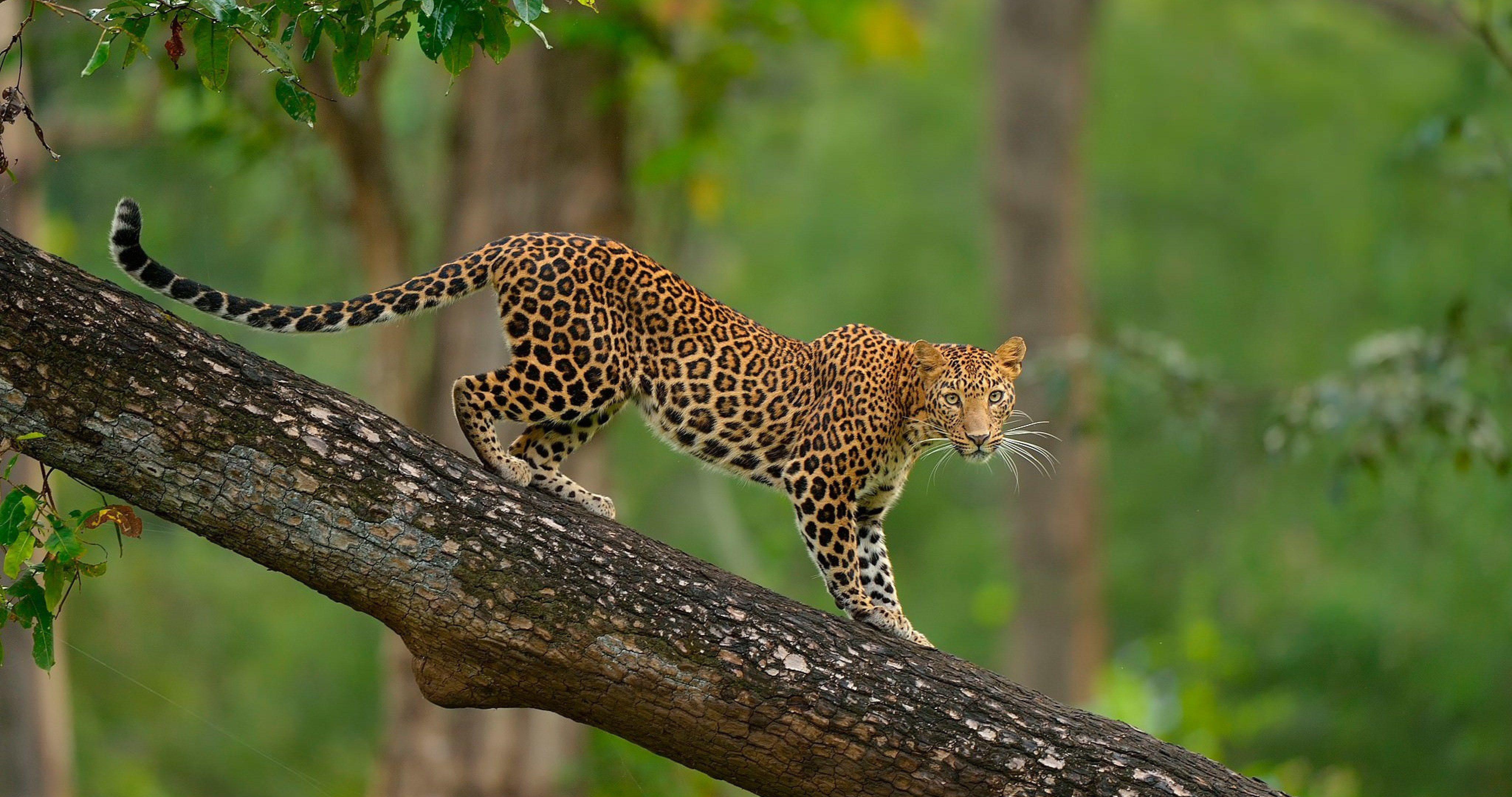 Leopard 4K Wallpapers - Top Free Leopard 4K Backgrounds - WallpaperAccess