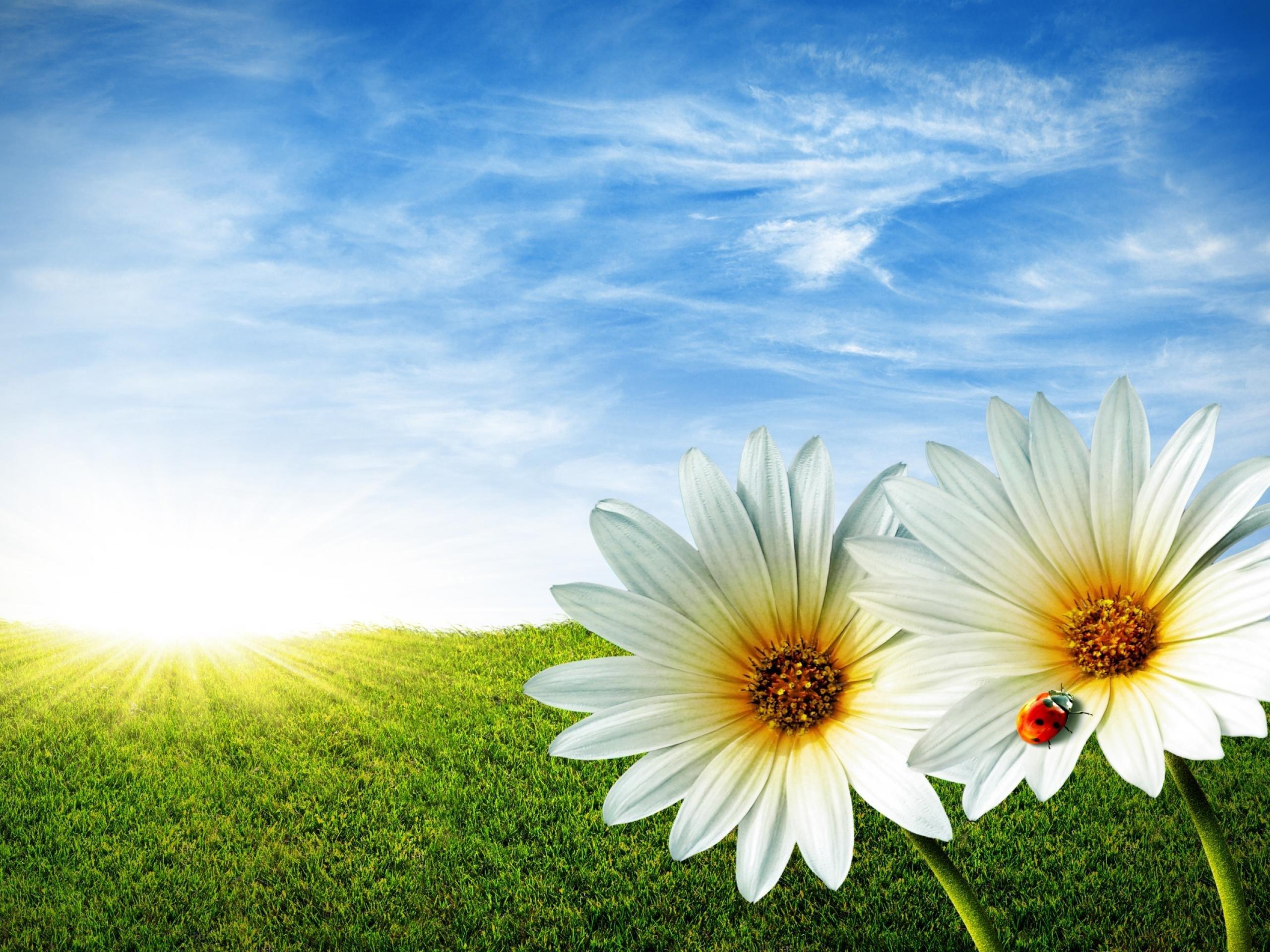 Spring Daisy Wallpapers - Top Free Spring Daisy Backgrounds ...
