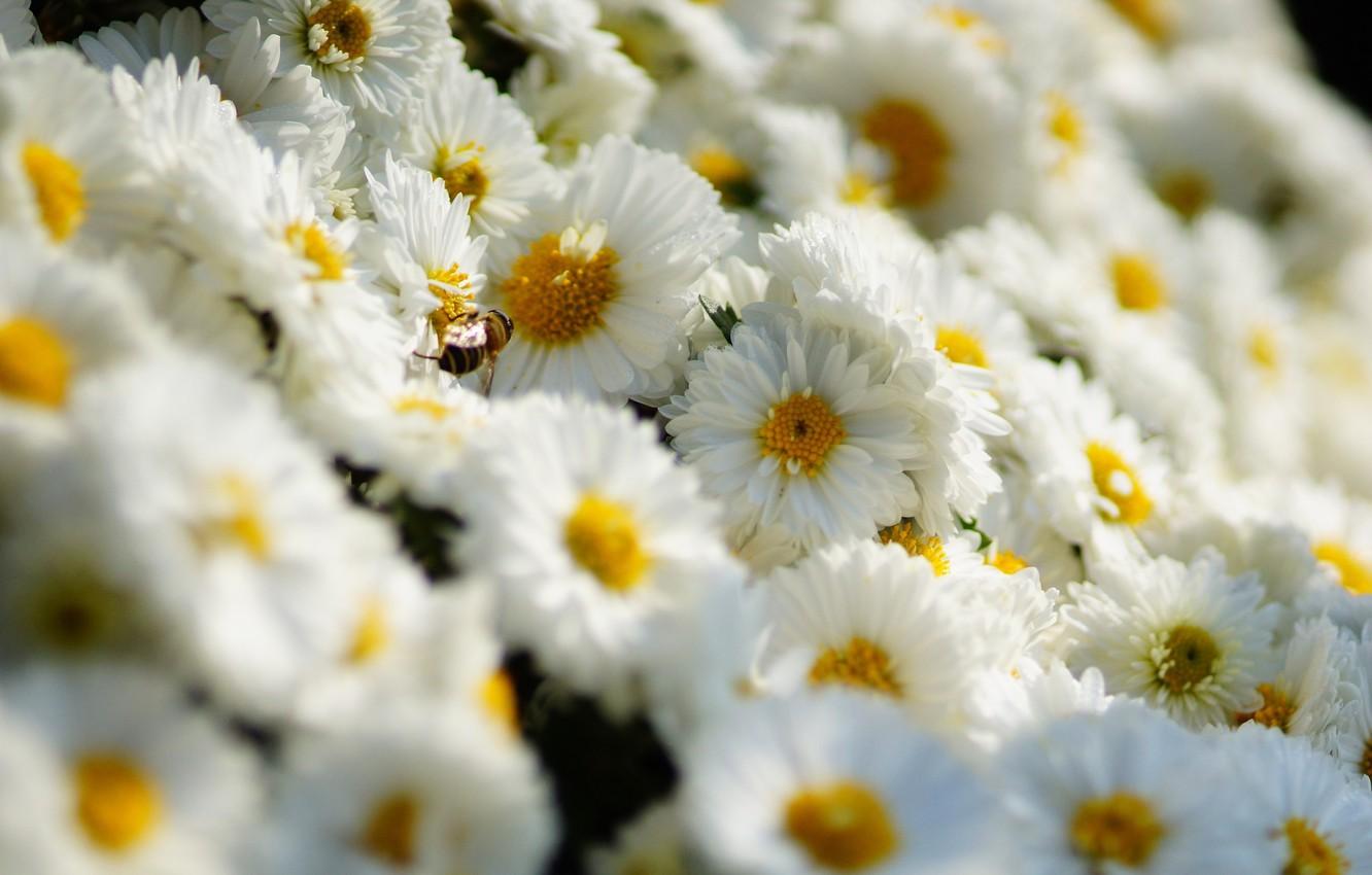 Spring Daisy Wallpapers - Top Free Spring Daisy Backgrounds ...
