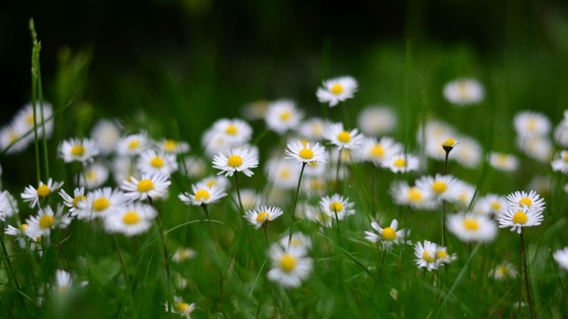 Spring Daisy Wallpapers - Top Free Spring Daisy Backgrounds ...