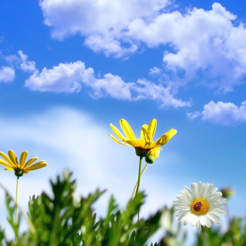 Spring Daisy Wallpapers - Top Free Spring Daisy Backgrounds ...