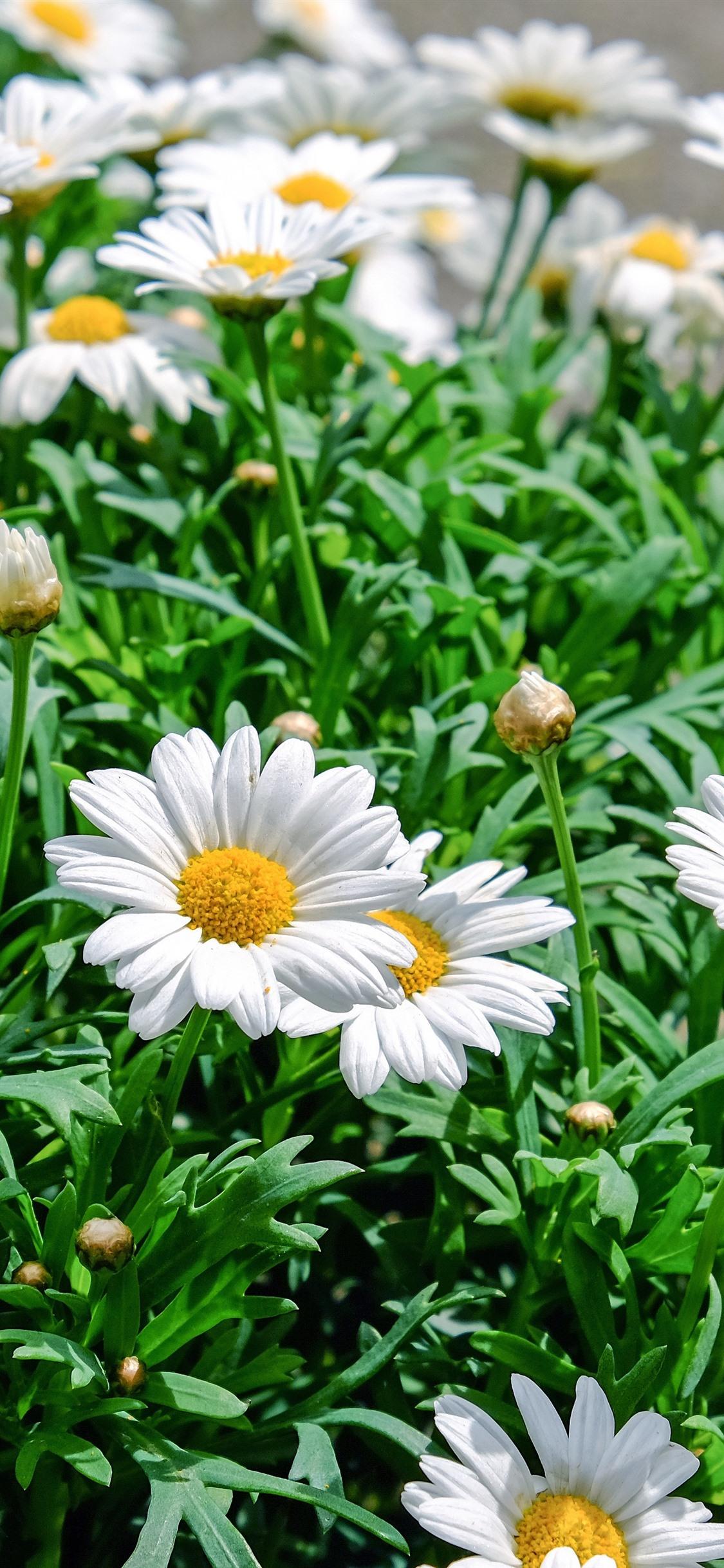 Spring Daisy Wallpapers - Top Free Spring Daisy Backgrounds ...