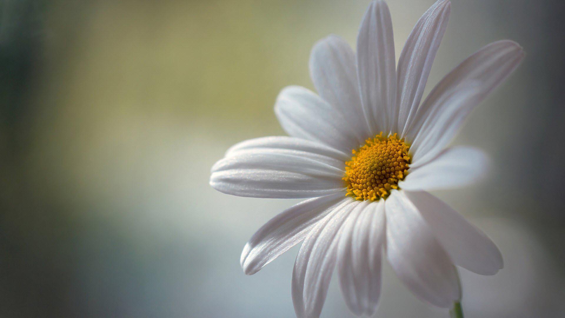 Spring Daisy Wallpapers - Top Free Spring Daisy Backgrounds ...