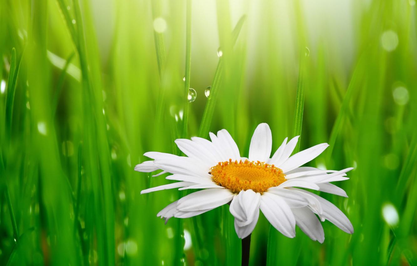Spring Daisy Wallpapers - Top Free Spring Daisy Backgrounds ...