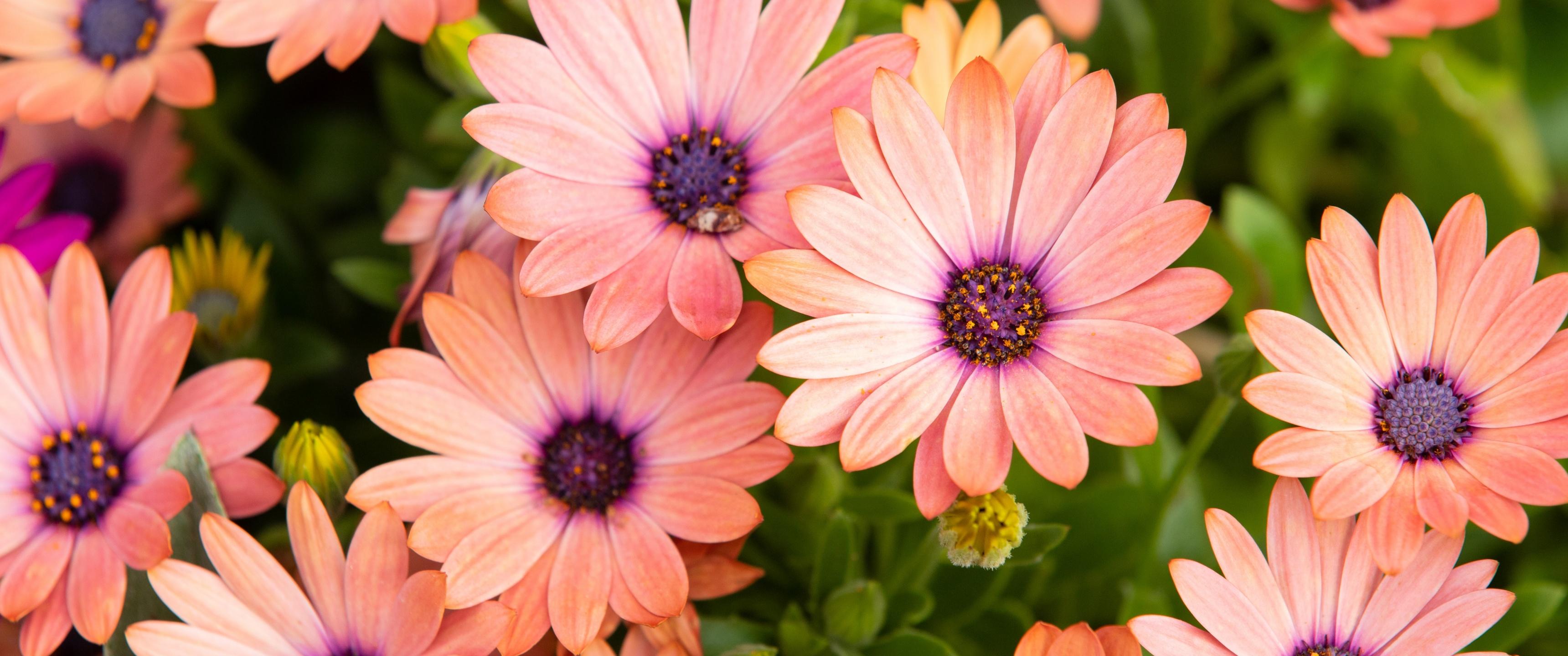 Spring Daisy Wallpapers - Top Free Spring Daisy Backgrounds ...