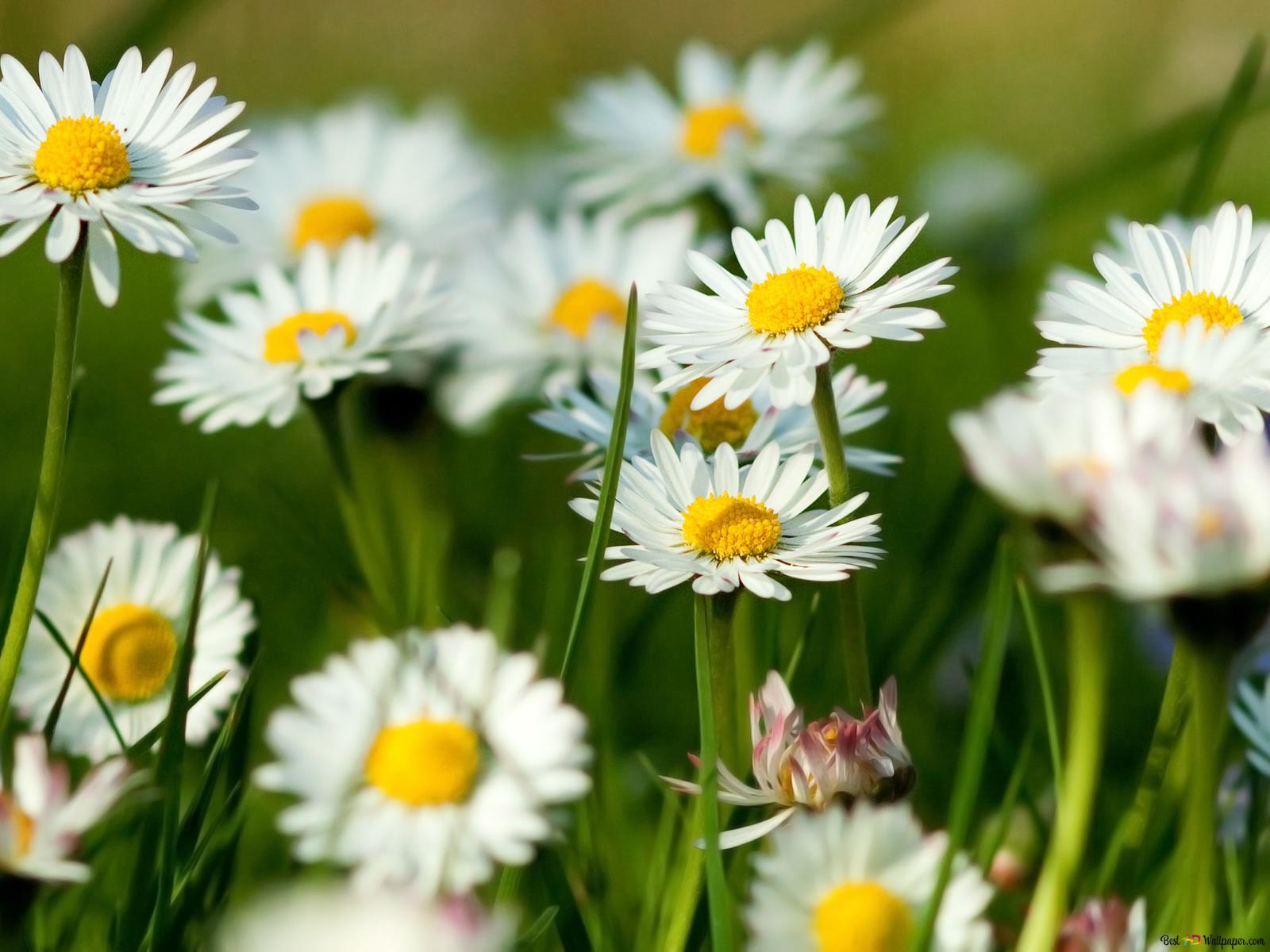 Spring Daisy Wallpapers - Top Free Spring Daisy Backgrounds ...