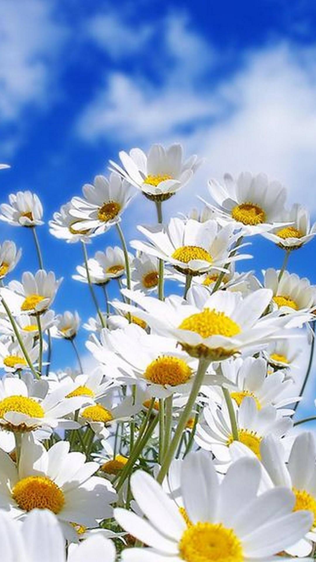 Spring Daisy Wallpapers - Top Free Spring Daisy Backgrounds ...