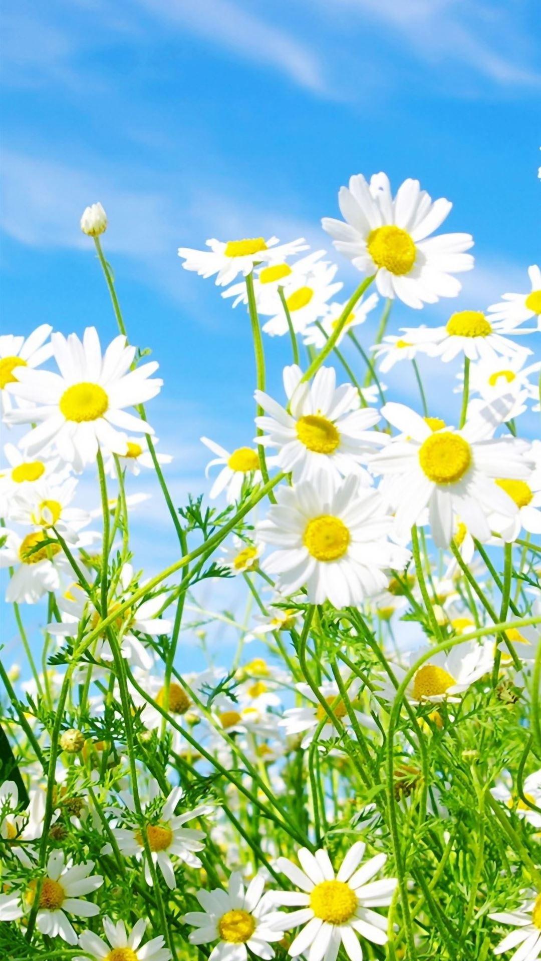 Spring Daisy Wallpapers - Top Free Spring Daisy Backgrounds ...