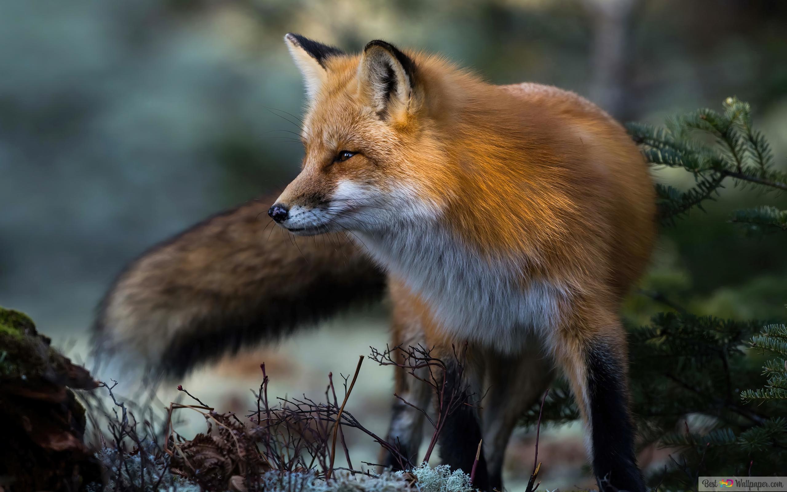 Red Fox Racing Wallpapers - Top Free Red Fox Racing Backgrounds ...