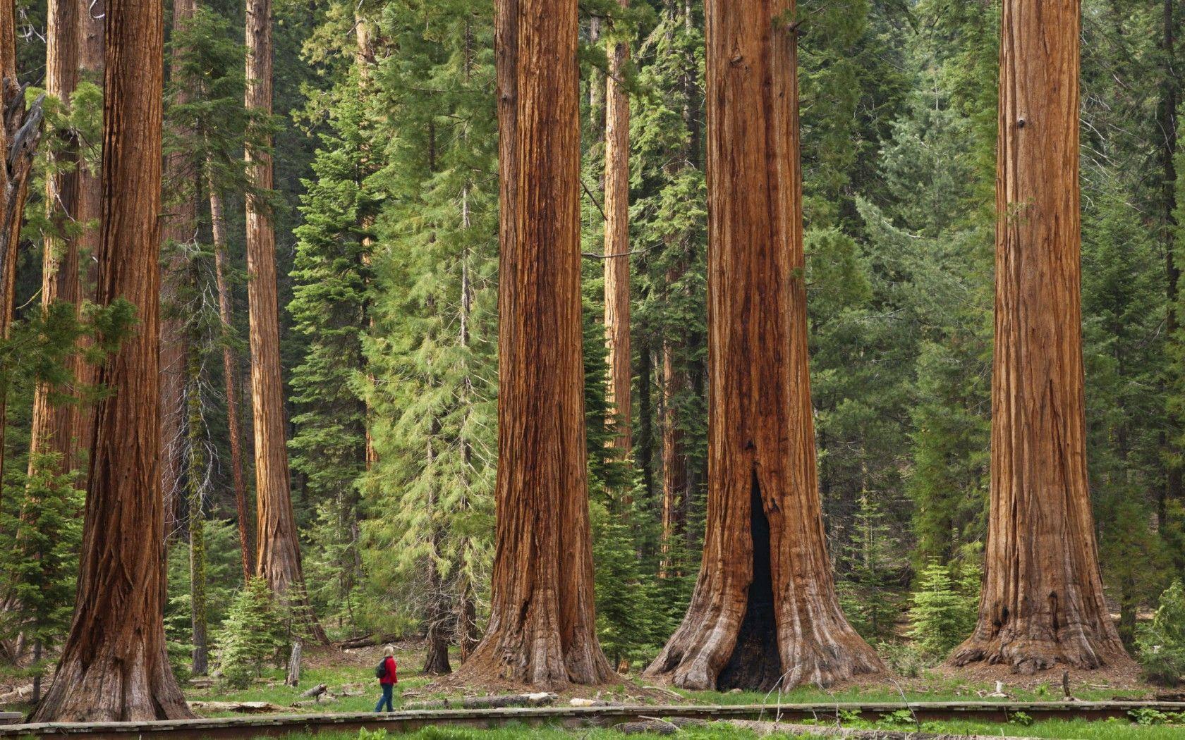 Giant Sequoia Wallpapers - Top Free Giant Sequoia Backgrounds ...