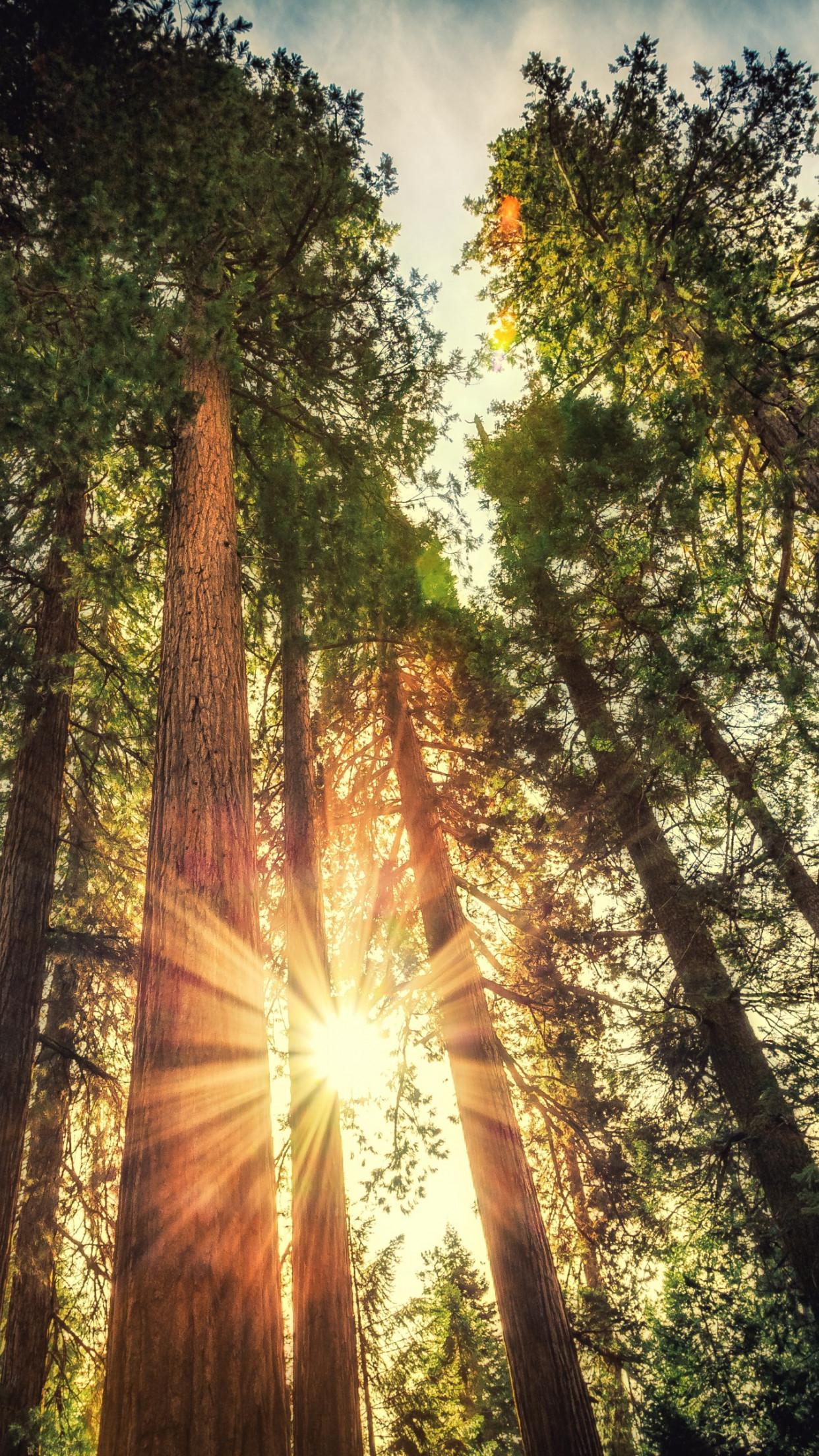 Giant Sequoia Wallpapers - Top Free Giant Sequoia Backgrounds ... Giant Sequoia Wallpapers - Top Free Giant Sequoia Backgrounds ...