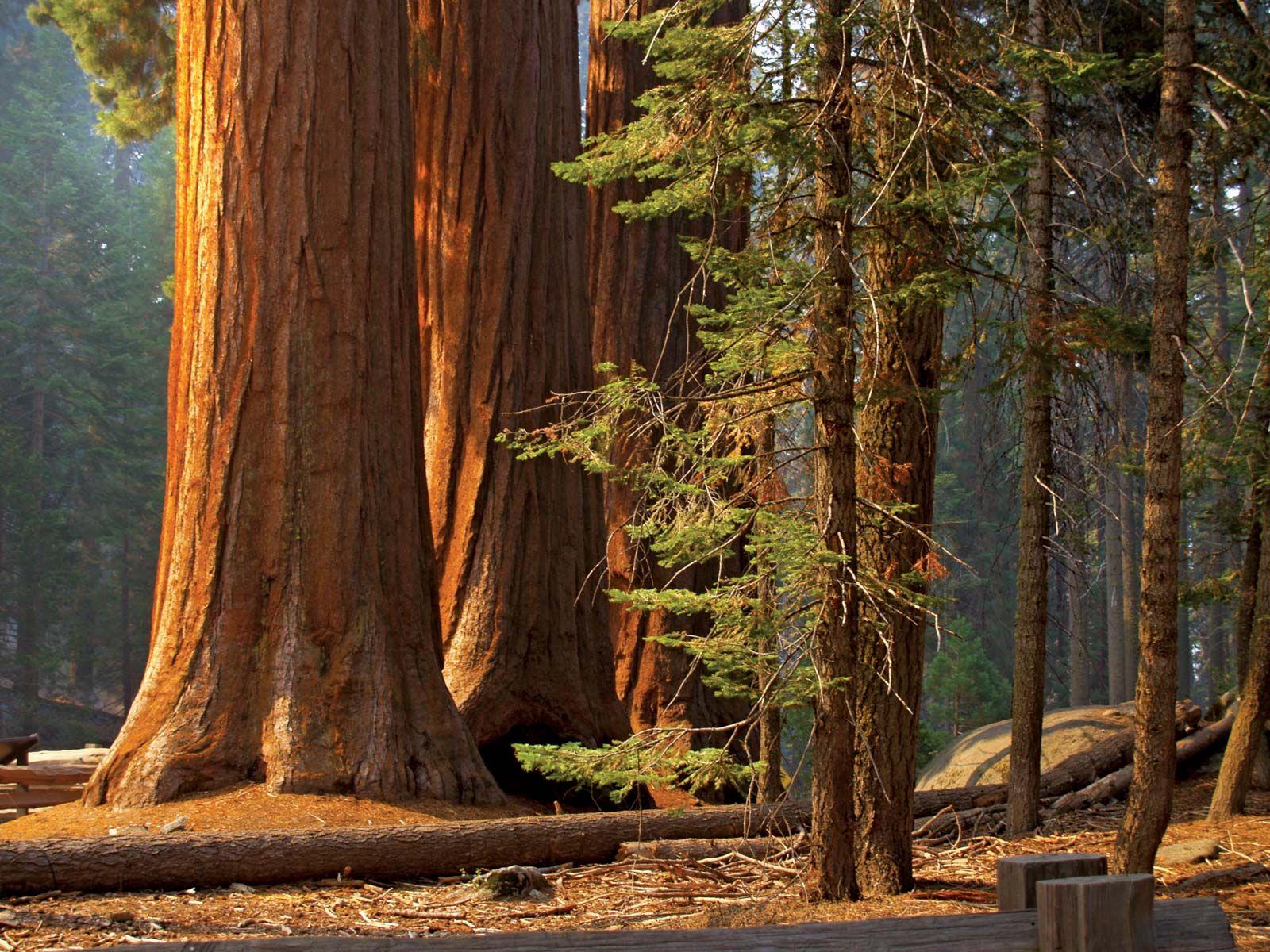 Giant Sequoia Wallpapers - Top Free Giant Sequoia Backgrounds ...