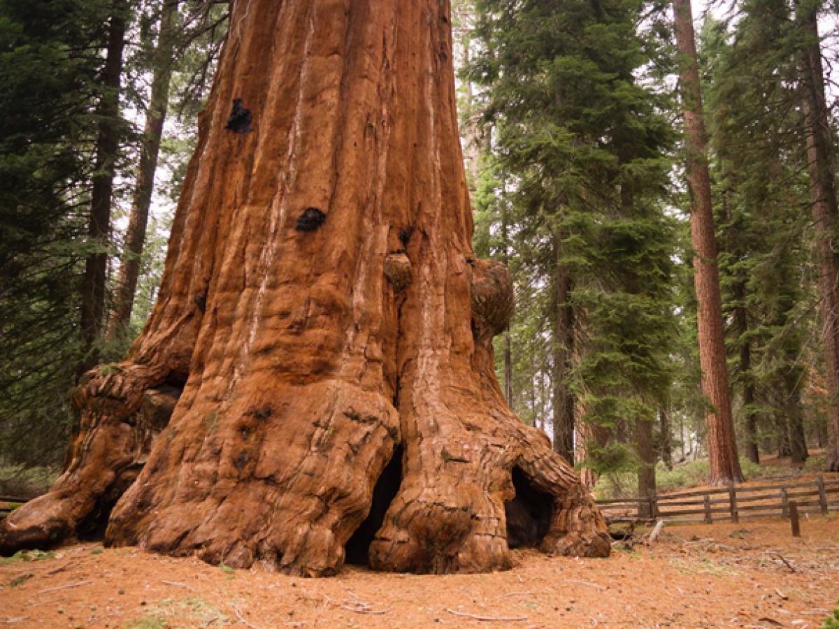 Giant Sequoia Wallpapers - Top Free Giant Sequoia Backgrounds ... Giant Sequoia Wallpapers - Top Free Giant Sequoia Backgrounds ...