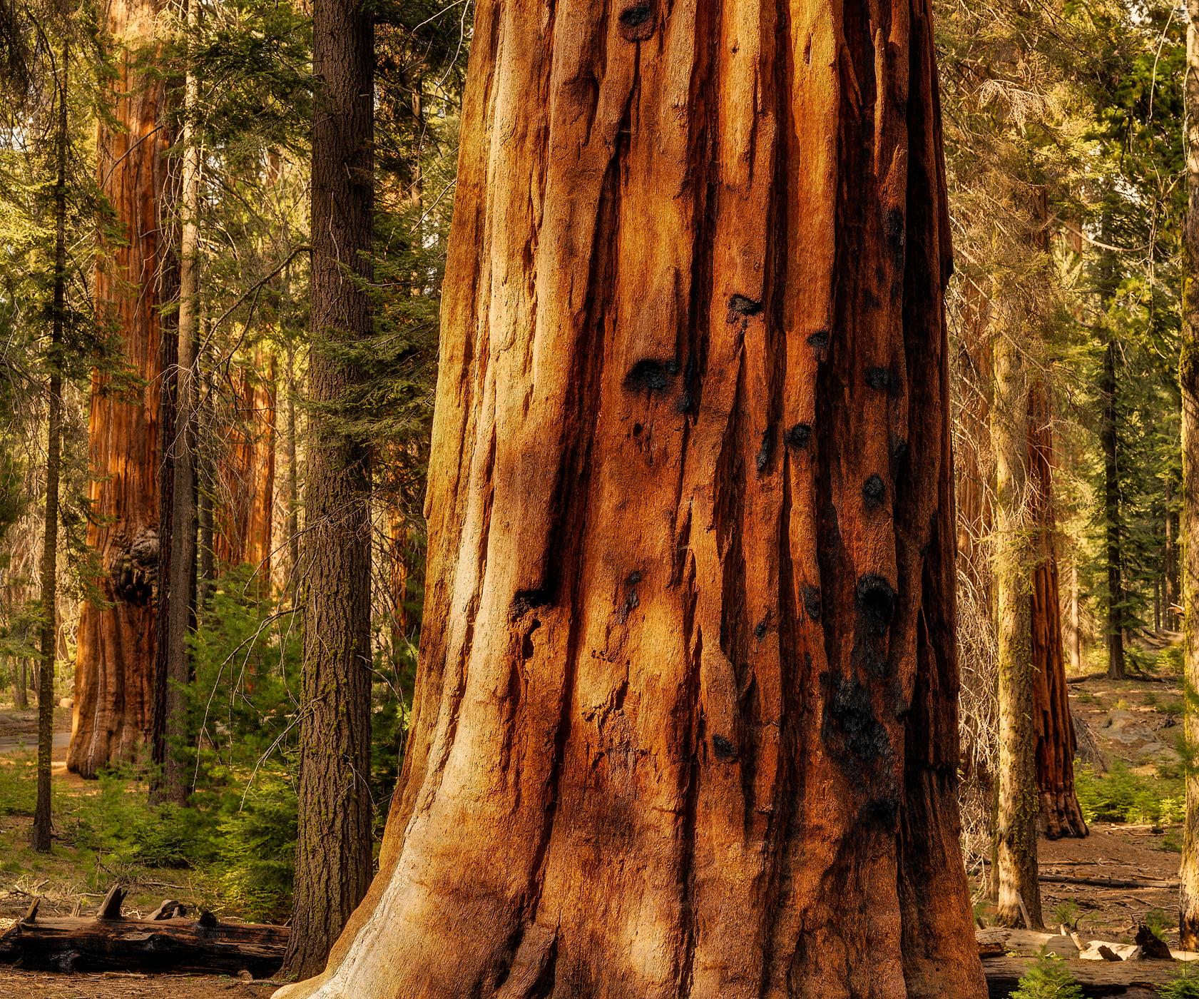 Giant Sequoia Wallpapers - Top Free Giant Sequoia Backgrounds ...