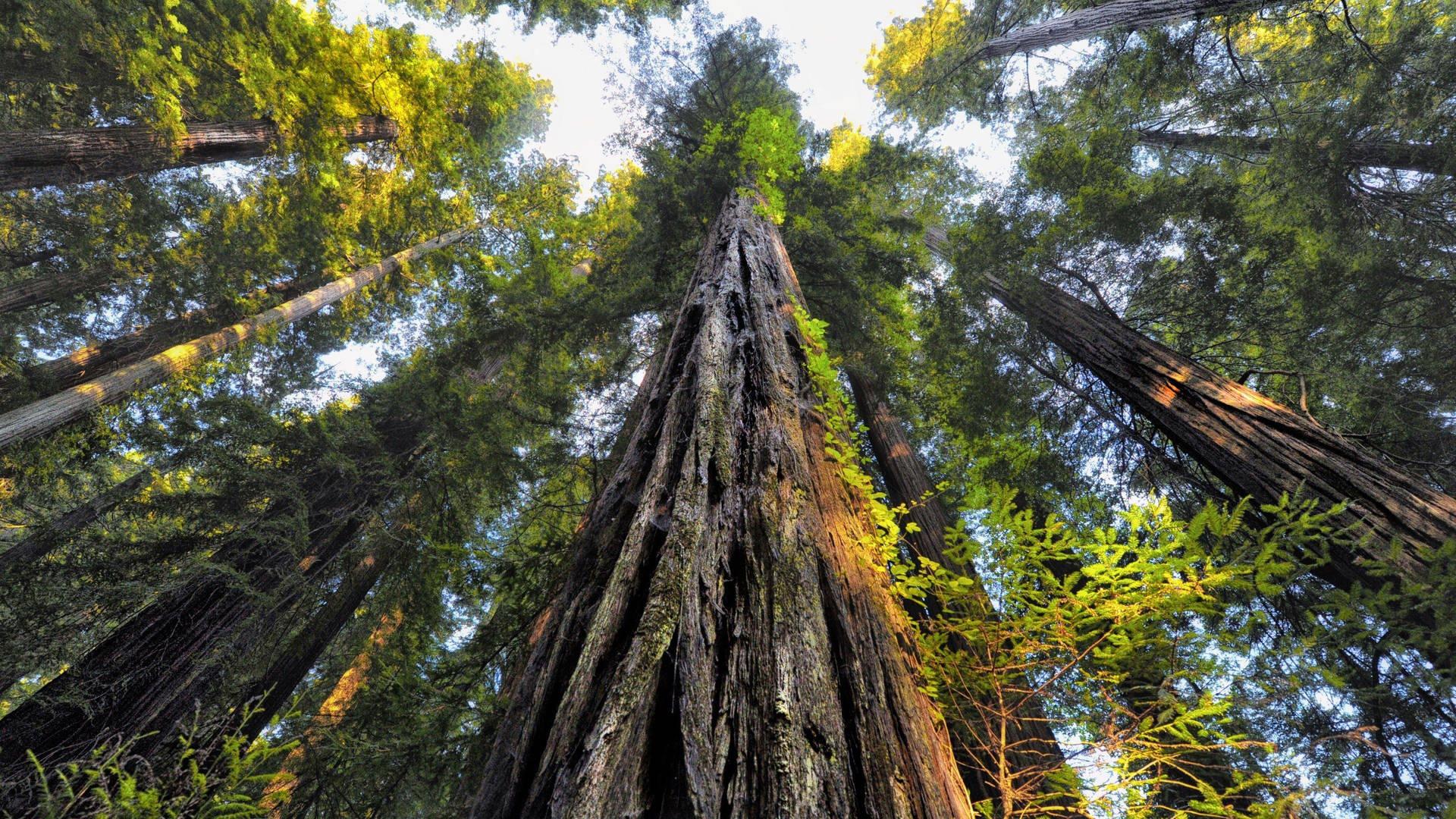 Giant Sequoia Wallpapers - Top Free Giant Sequoia Backgrounds ...