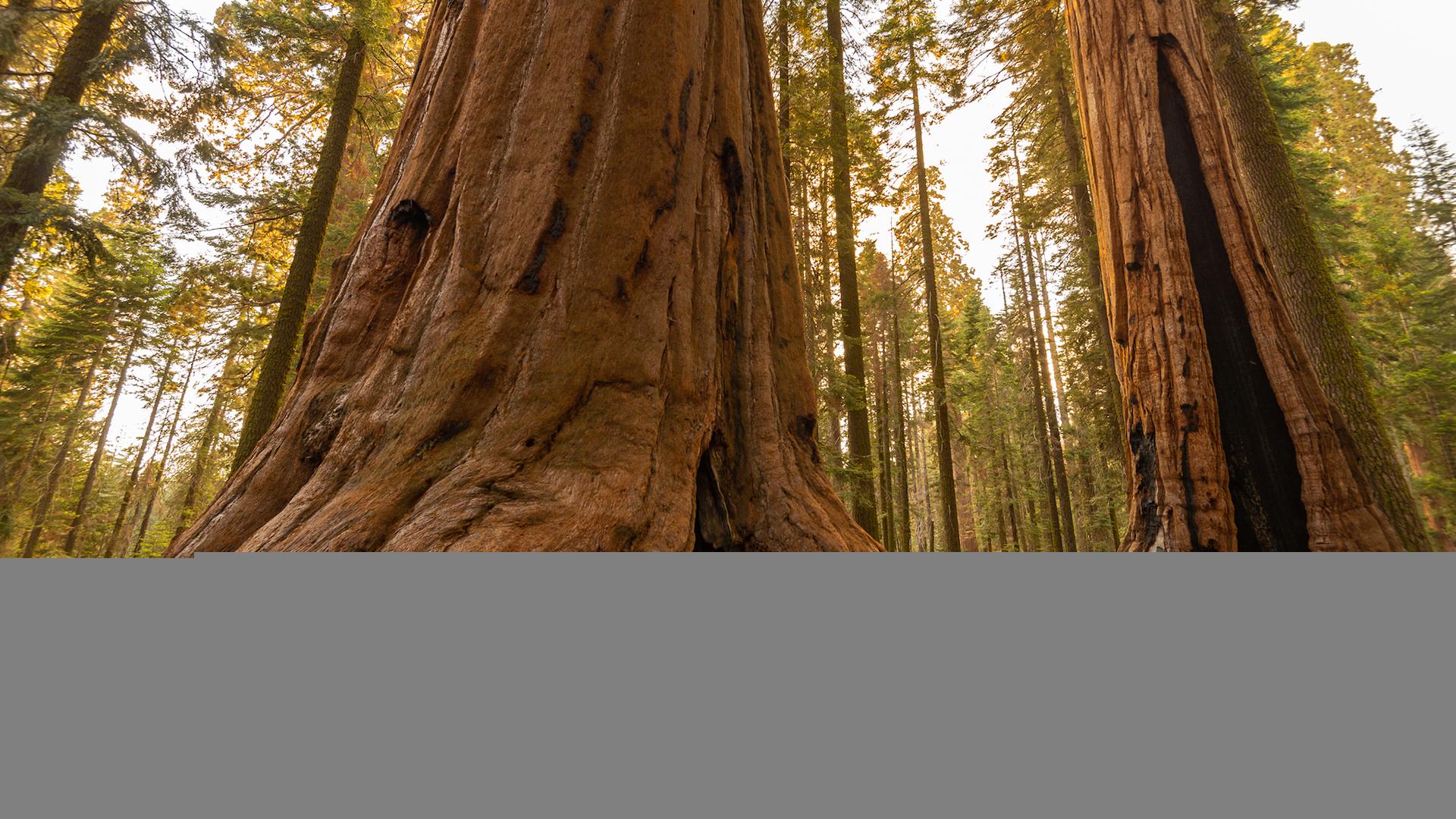 Giant Sequoia Wallpapers - Top Free Giant Sequoia Backgrounds ...