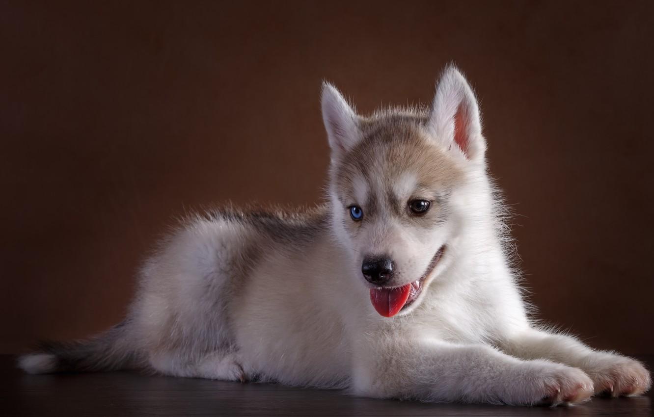 Cute Baby Husky Wallpapers - Top Free Cute Baby Husky Backgrounds ...