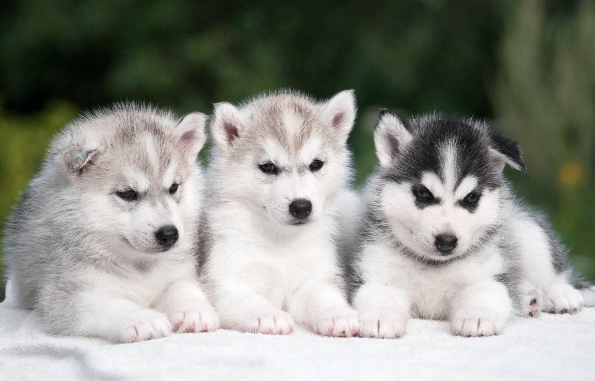 Cute Baby Husky Wallpapers - Top Free Cute Baby Husky Backgrounds ...