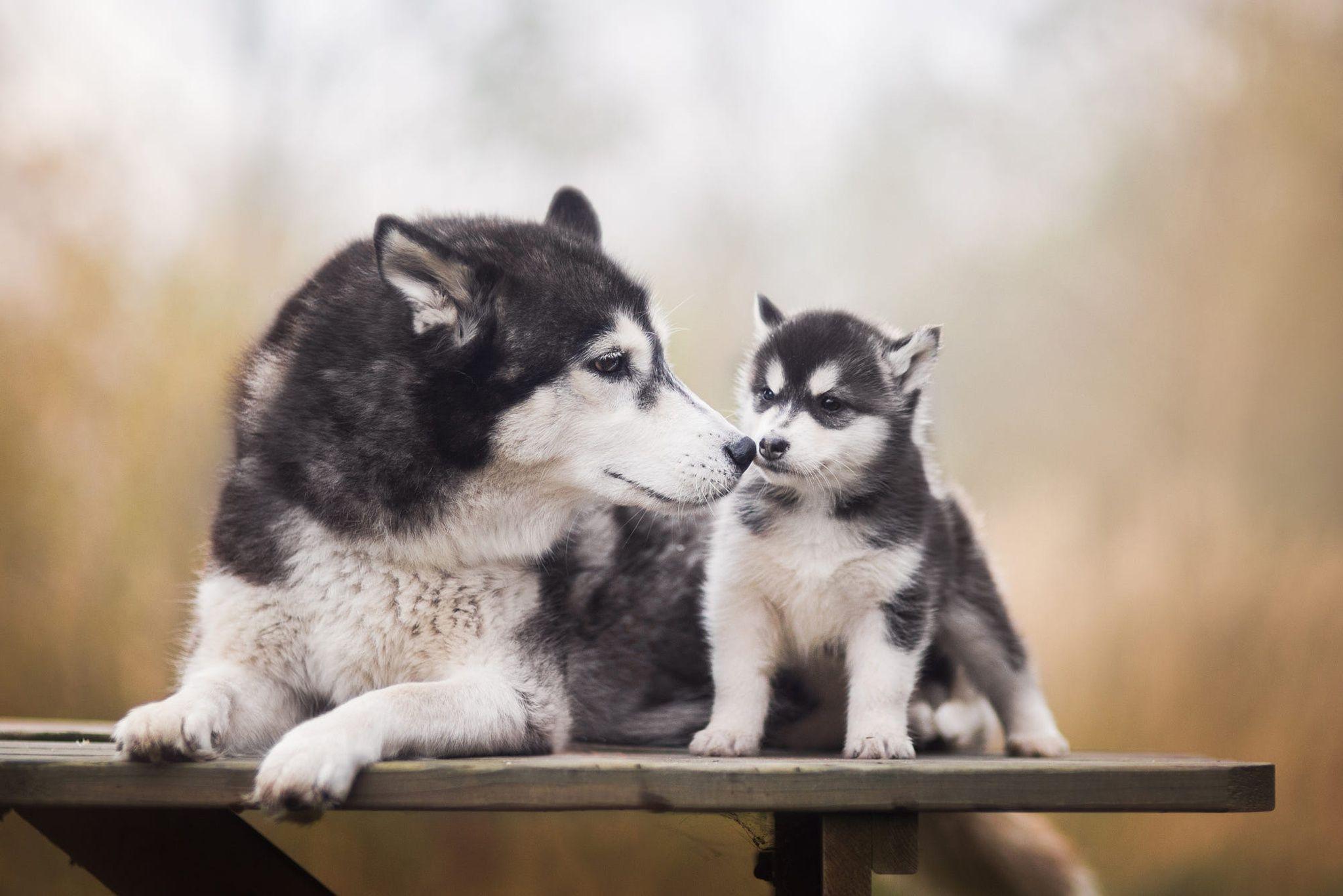 Cute Baby Husky Wallpapers - Top Free Cute Baby Husky Backgrounds ...