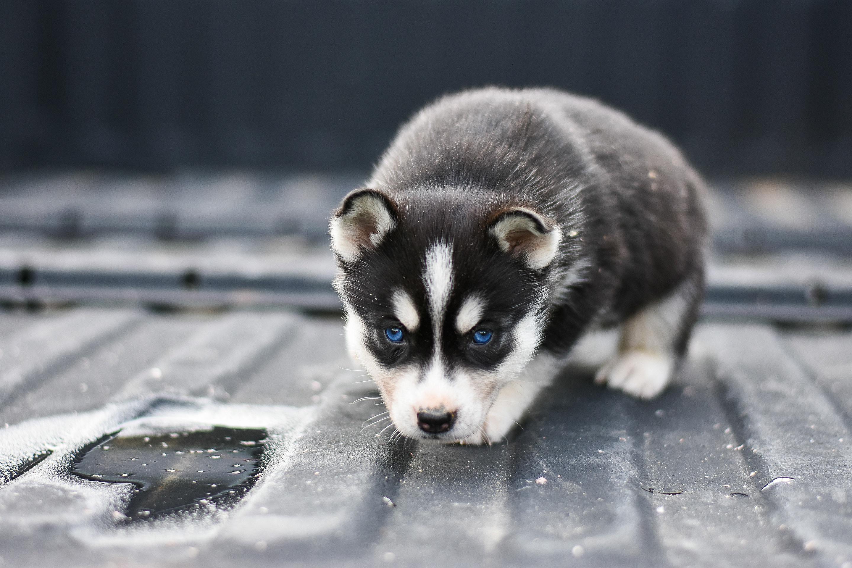 Cute Baby Husky Wallpapers - Top Free Cute Baby Husky Backgrounds ...