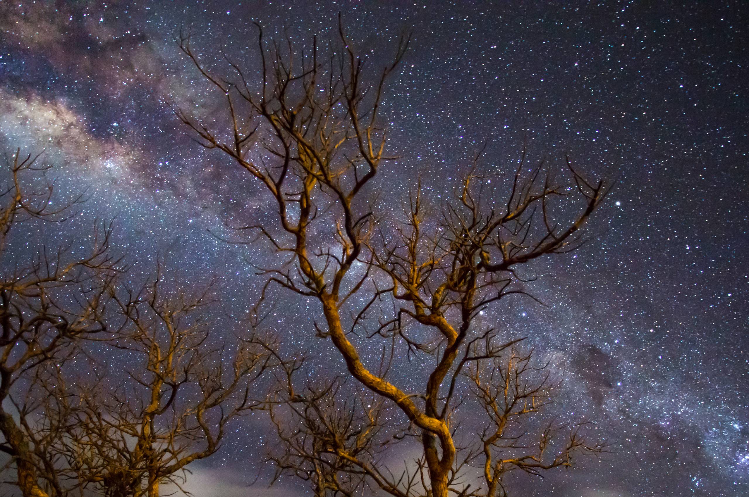 Space Tree Wallpapers - Top Free Space Tree Backgrounds - WallpaperAccess