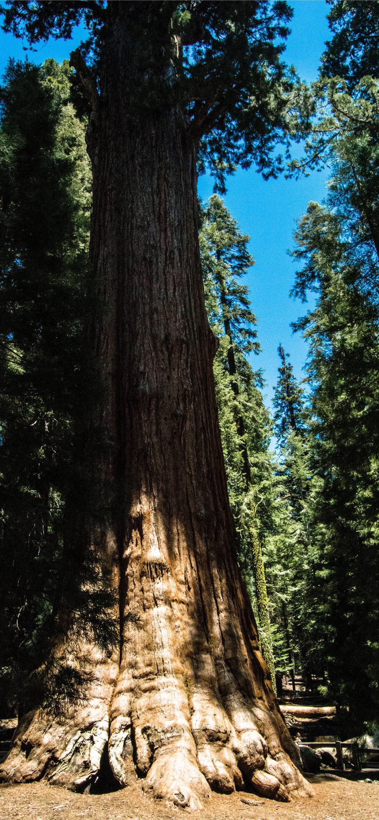 Giant Sequoia Wallpapers - Top Free Giant Sequoia Backgrounds ...