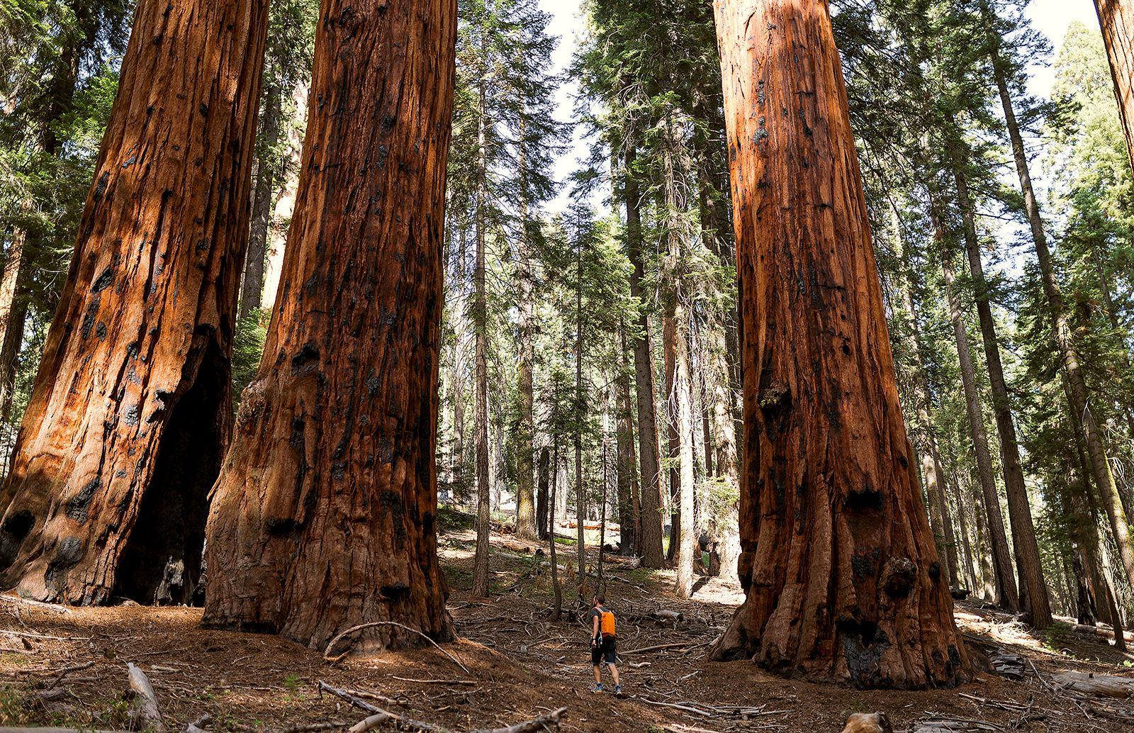 Giant Sequoia Wallpapers - Top Free Giant Sequoia Backgrounds ... Giant Sequoia Wallpapers - Top Free Giant Sequoia Backgrounds ...