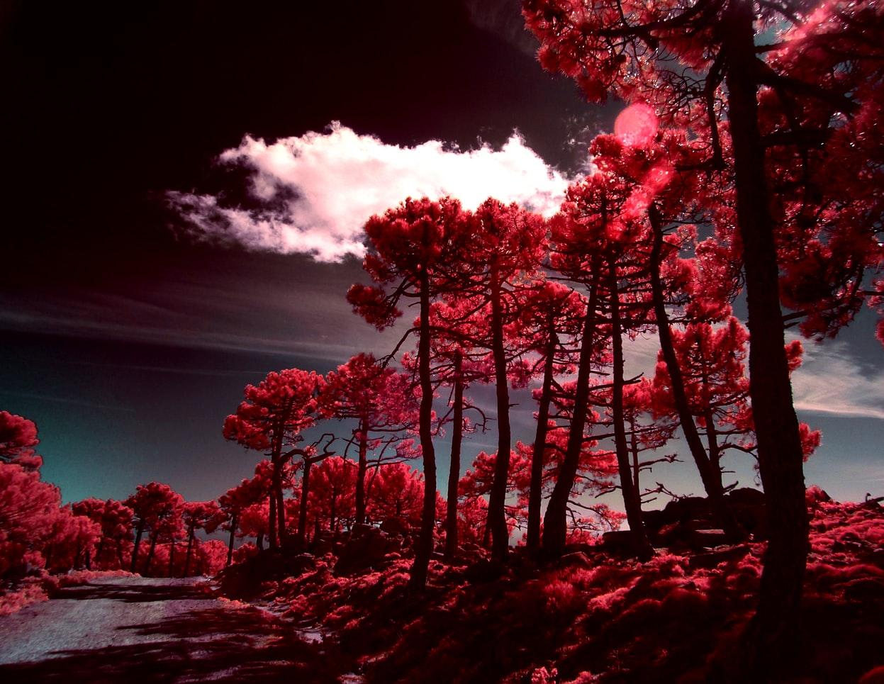 Infrared Photography Wallpapers - Top Free Infrared Photography ...