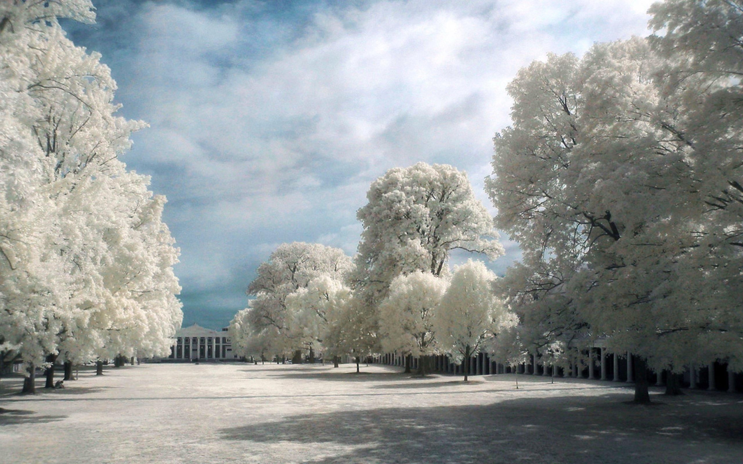Infrared Photography Wallpaper