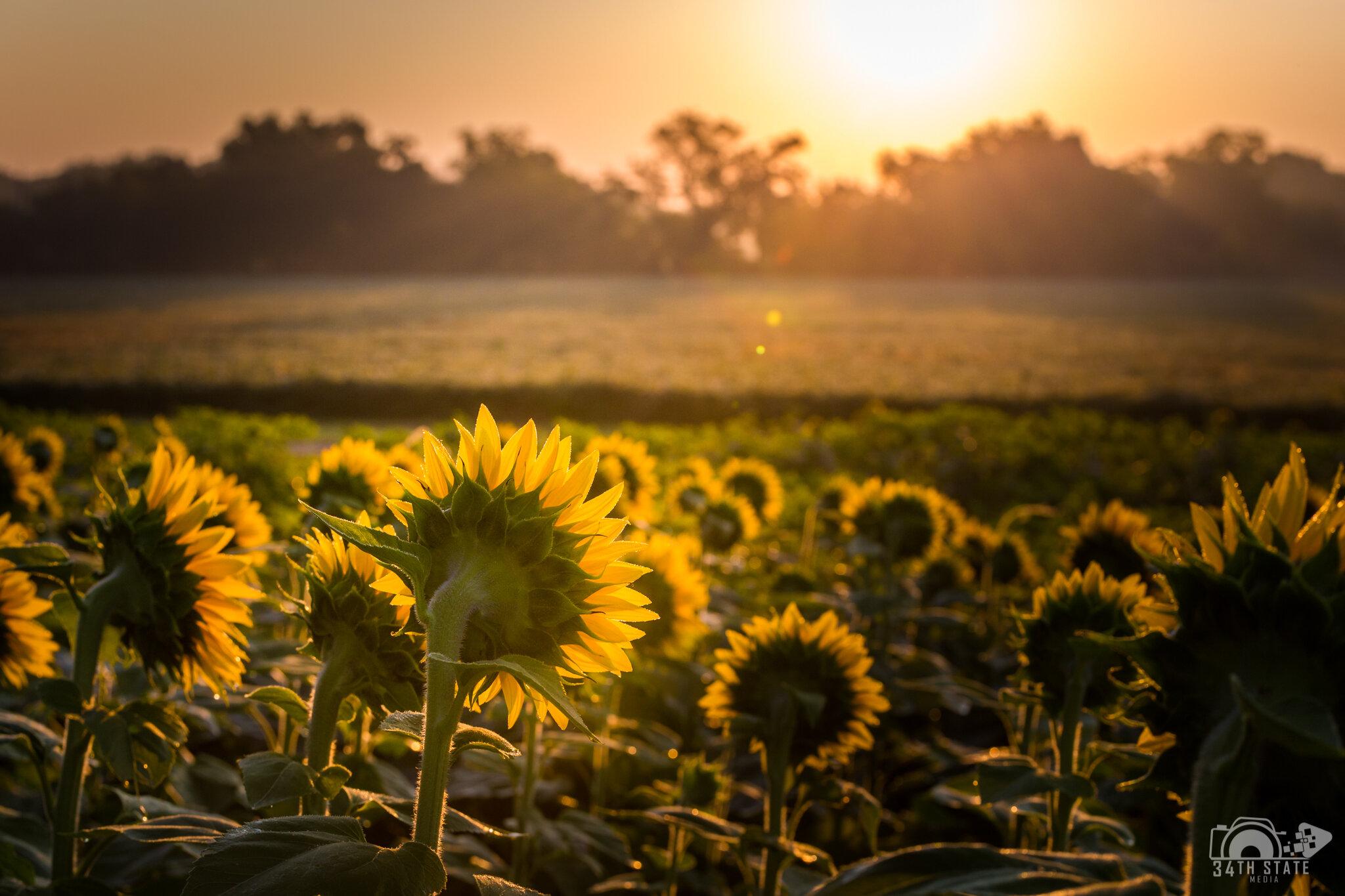 Sunflower Sunrise Wallpapers - Top Free Sunflower Sunrise Backgrounds ...