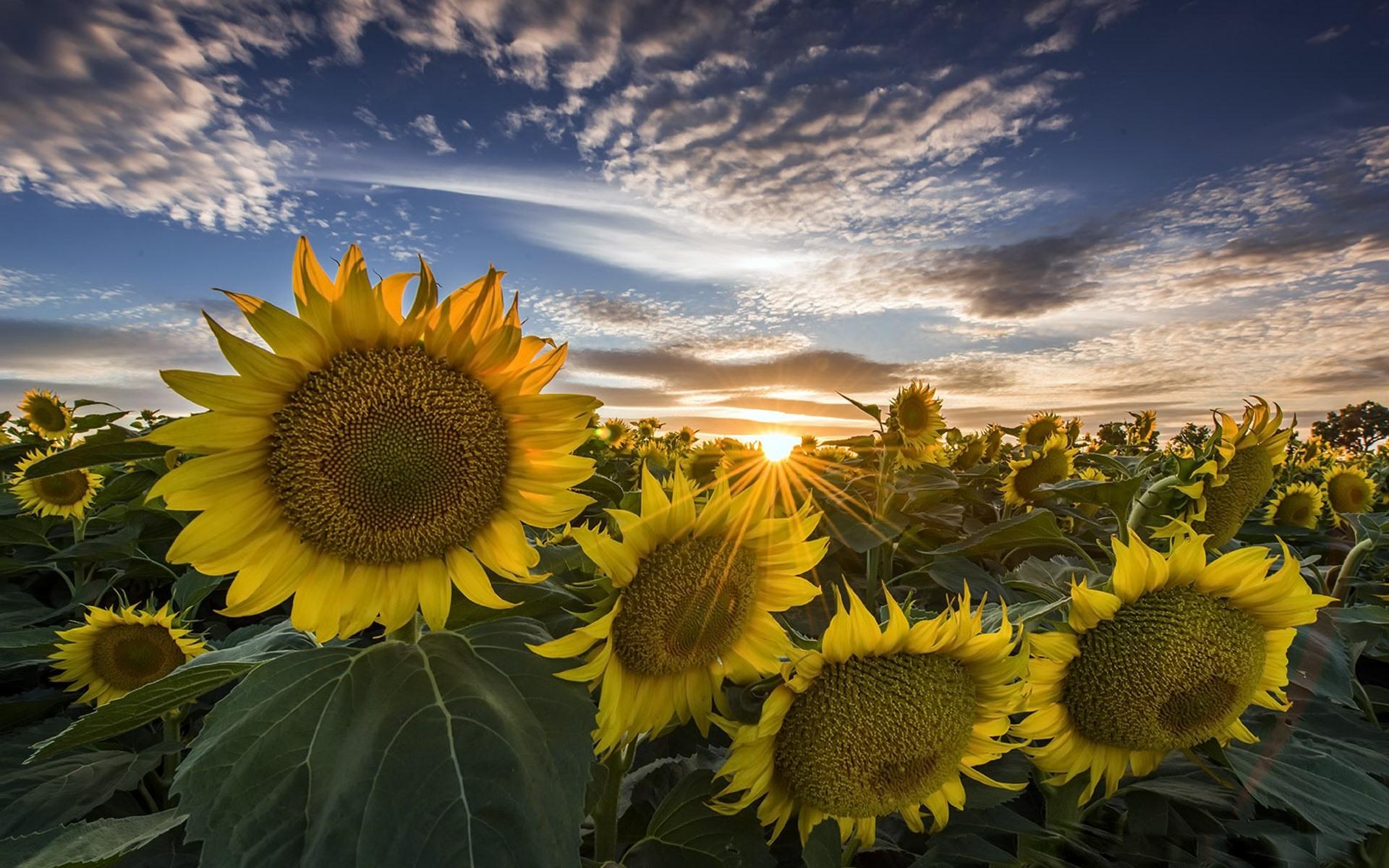 Sunflower Sunrise Wallpapers - Top Free Sunflower Sunrise Backgrounds ...
