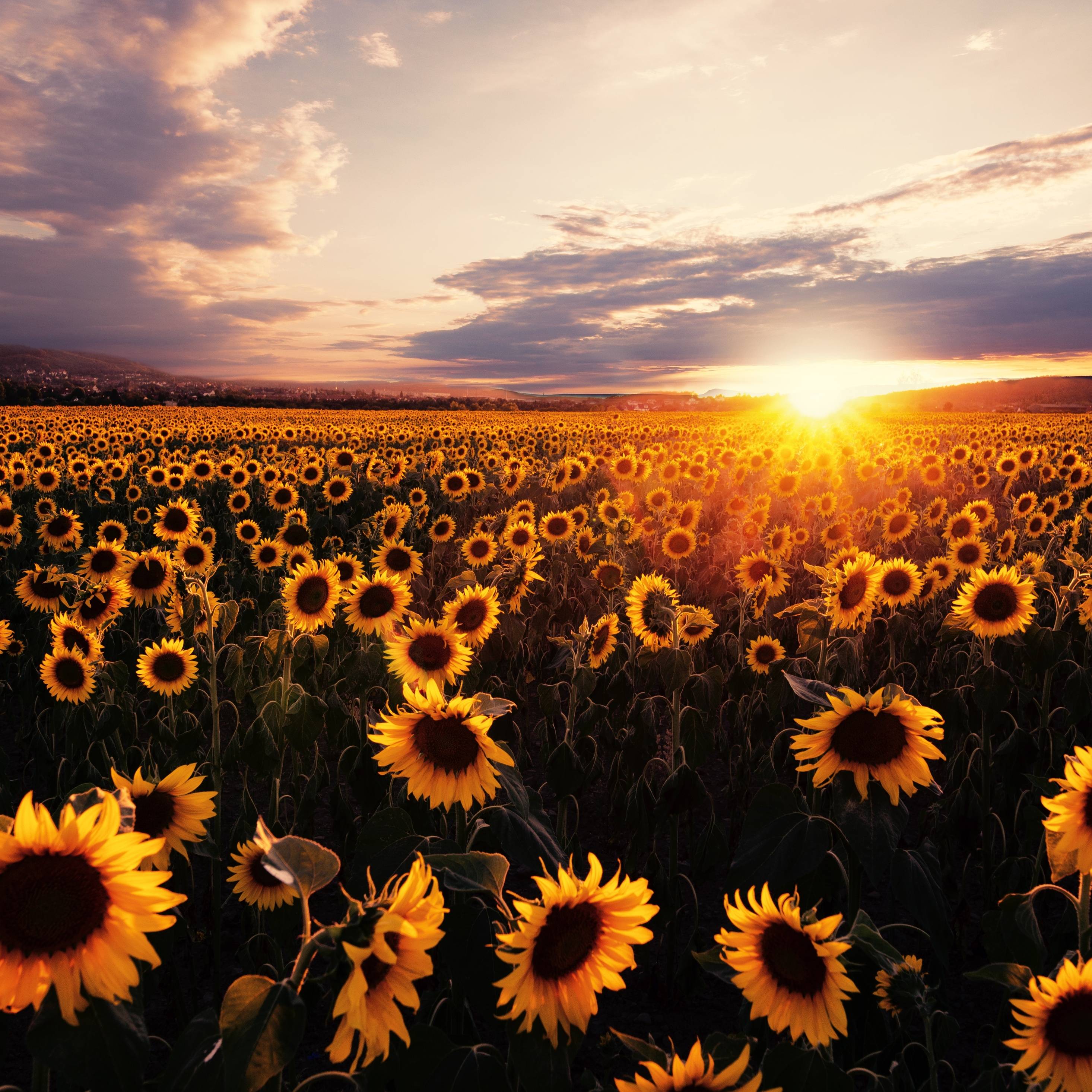 Sunflower Sunrise Wallpapers - Top Free Sunflower Sunrise Backgrounds ...