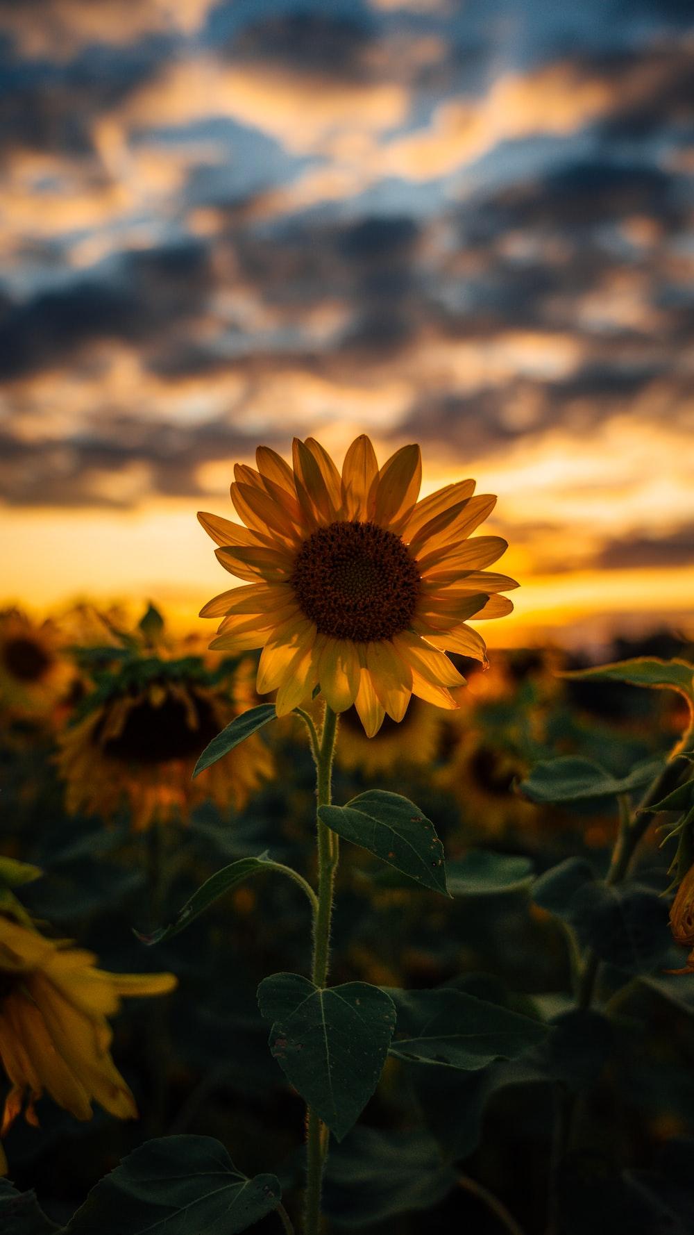 Sunflower Sunrise Wallpapers - Top Free Sunflower Sunrise Backgrounds ...