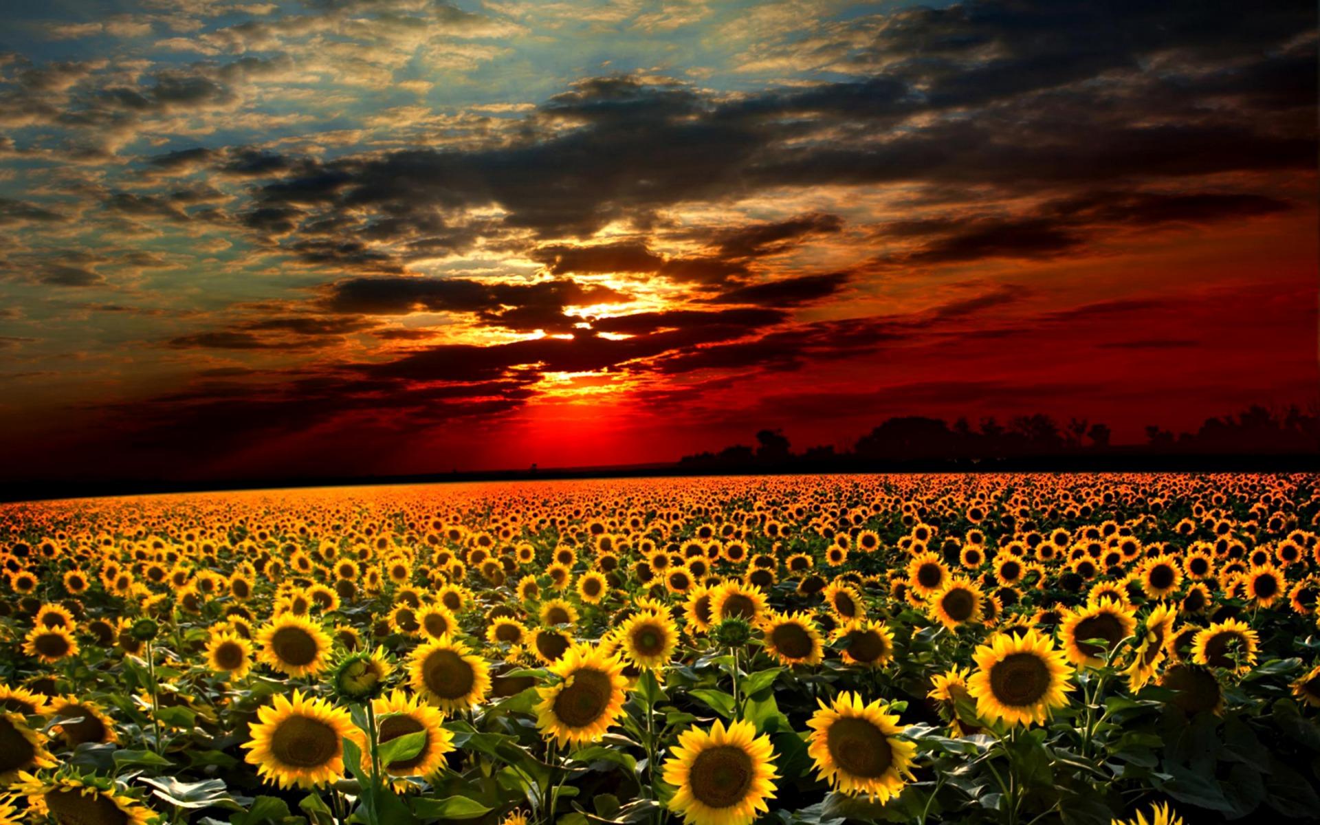 Sunflower Sunrise Wallpapers - Top Free Sunflower Sunrise Backgrounds ...