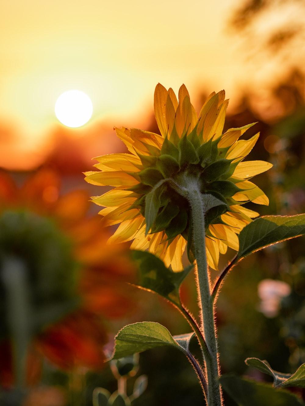 Sunflower Sunrise Wallpapers - Top Free Sunflower Sunrise Backgrounds ...