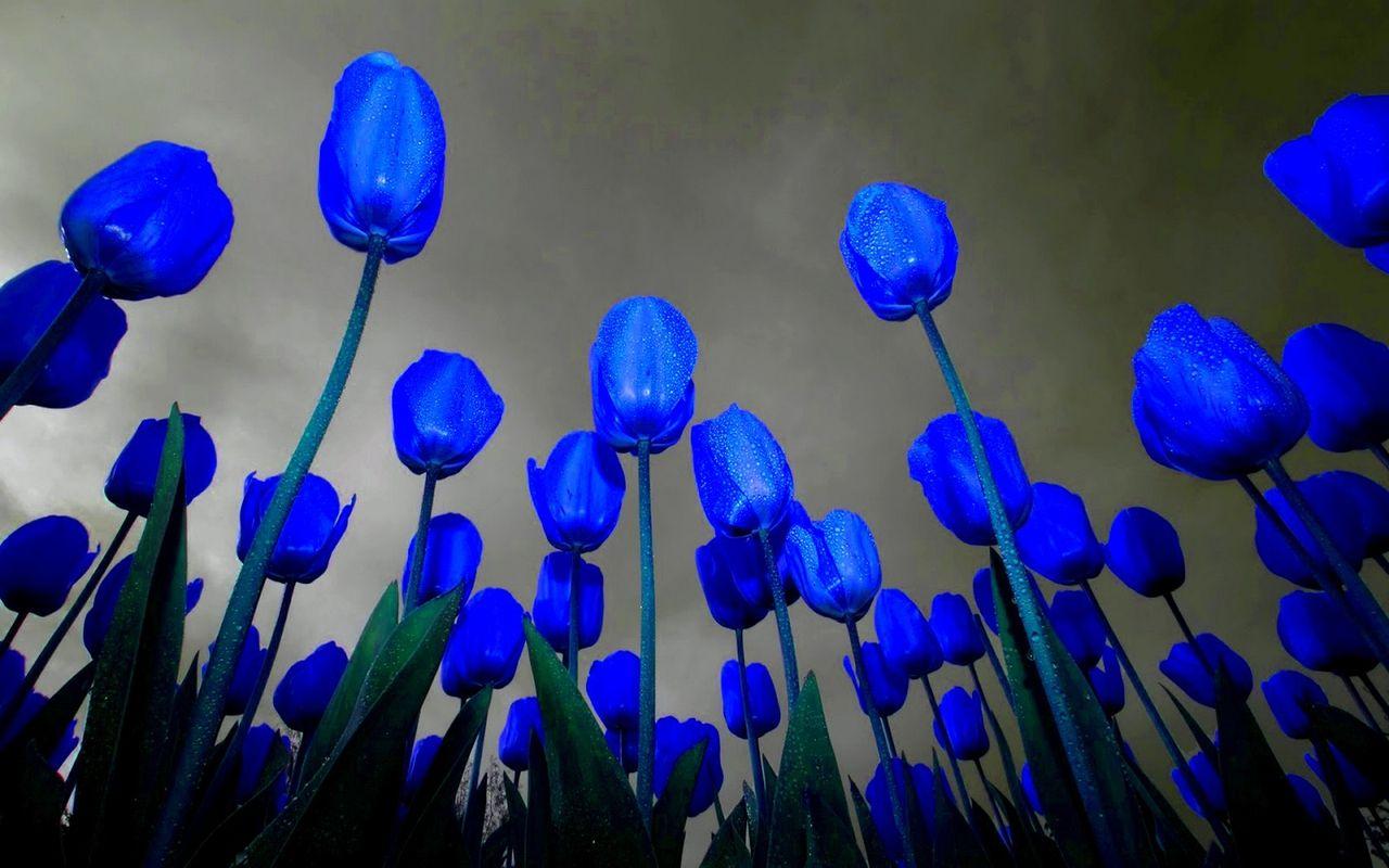 Blue Tulips Wallpapers - Top Free Blue Tulips Backgrounds - WallpaperAccess