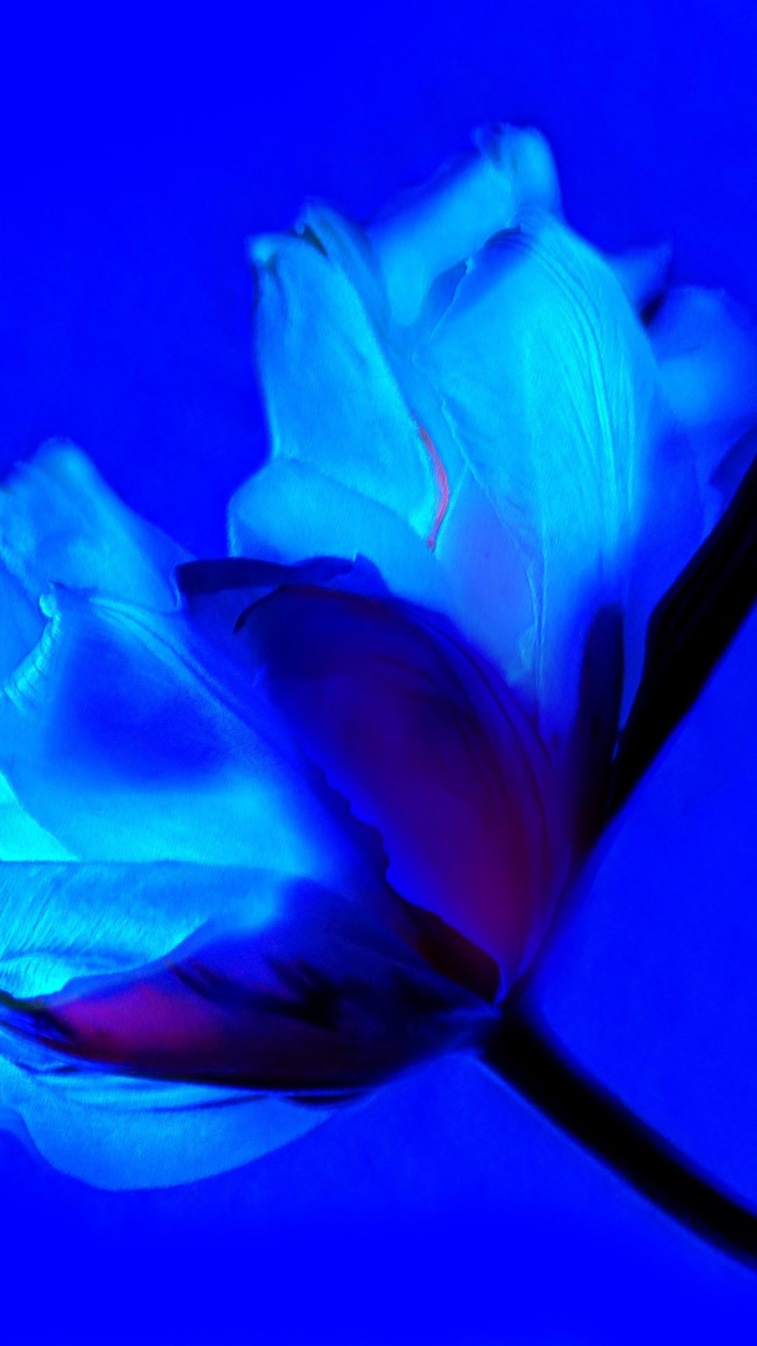 Blue Tulips Wallpapers - Top Free Blue Tulips Backgrounds - WallpaperAccess
