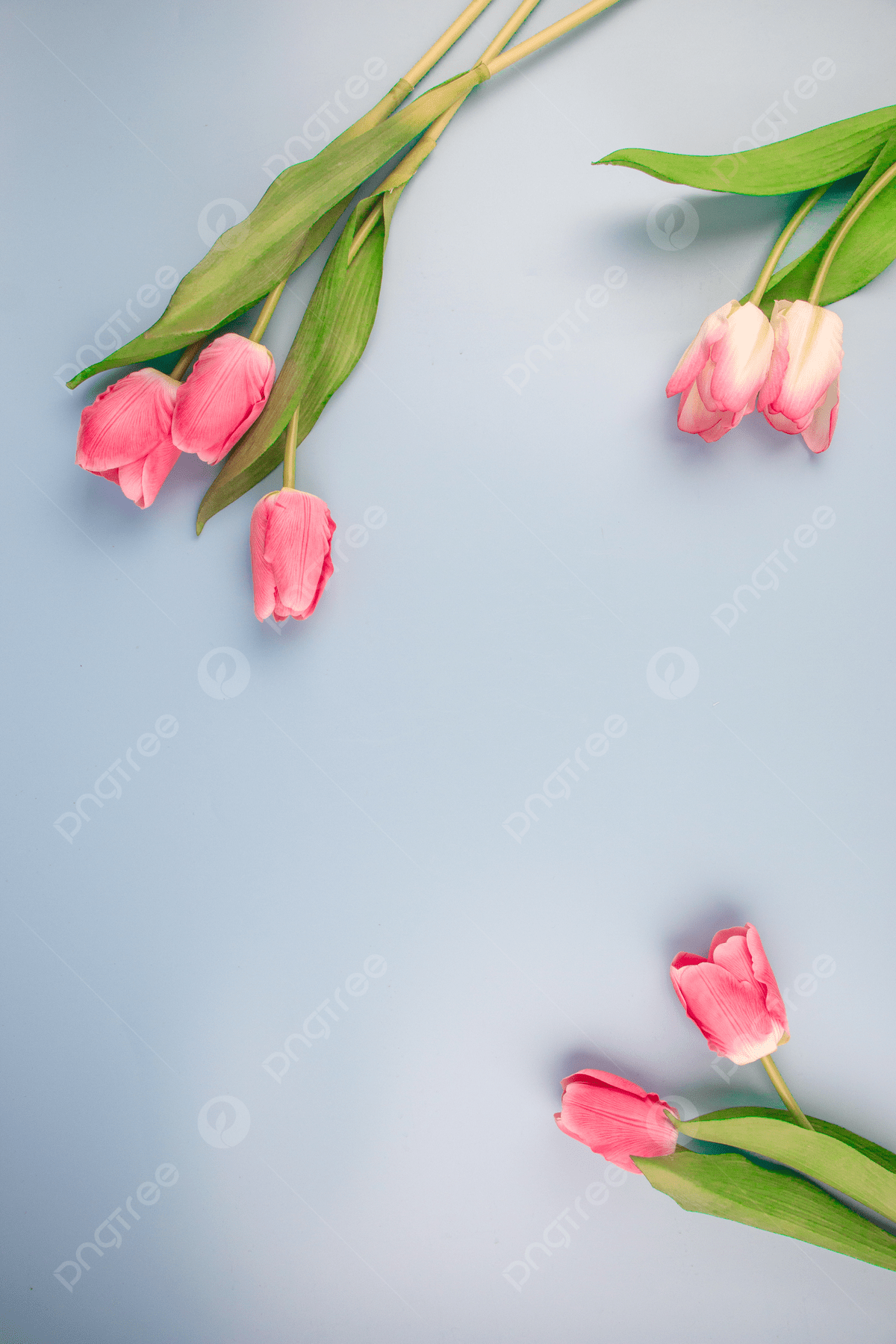 Blue Tulips Wallpapers - Top Free Blue Tulips Backgrounds - WallpaperAccess