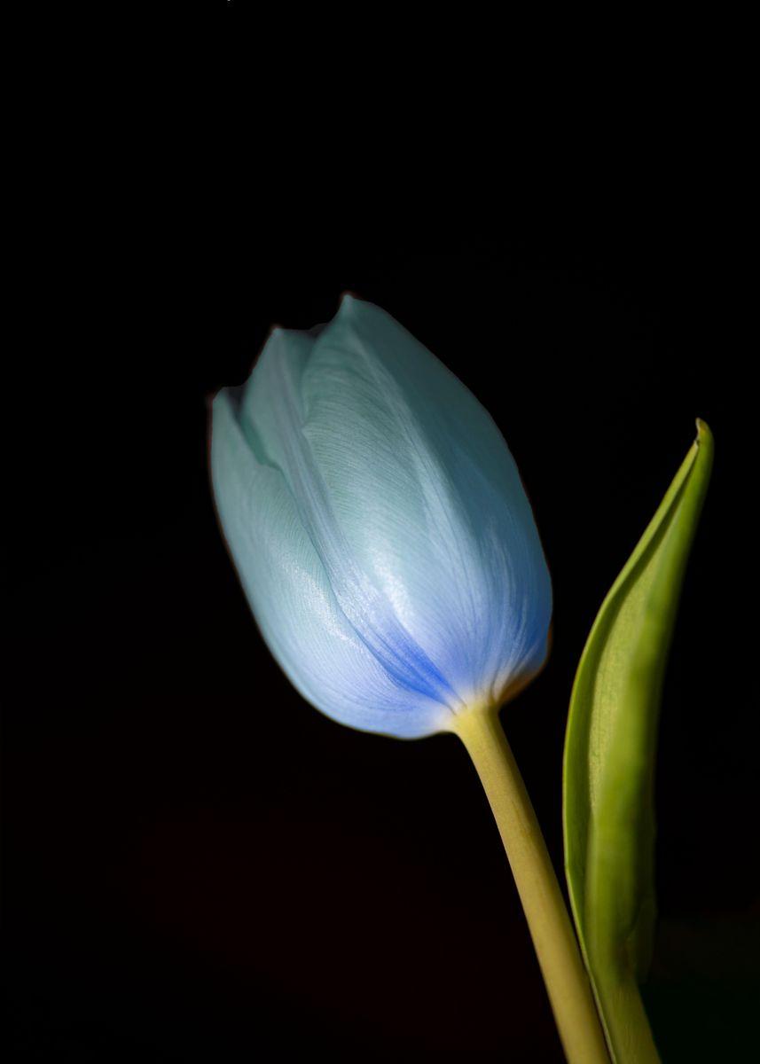 Blue Tulips Wallpapers - Top Free Blue Tulips Backgrounds - WallpaperAccess