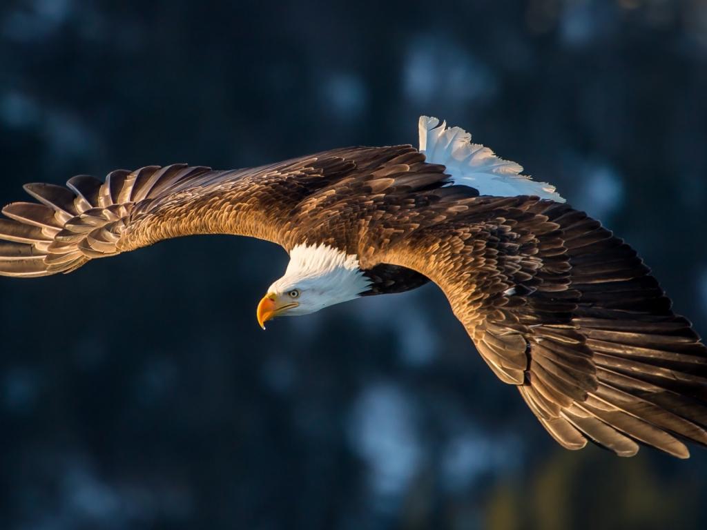 Bald Eagle Flying Wallpapers - Top Free Bald Eagle Flying Backgrounds - WallpaperAccess