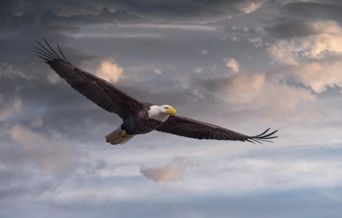 Bald Eagle Flying Wallpapers - Top Free Bald Eagle Flying Backgrounds ...