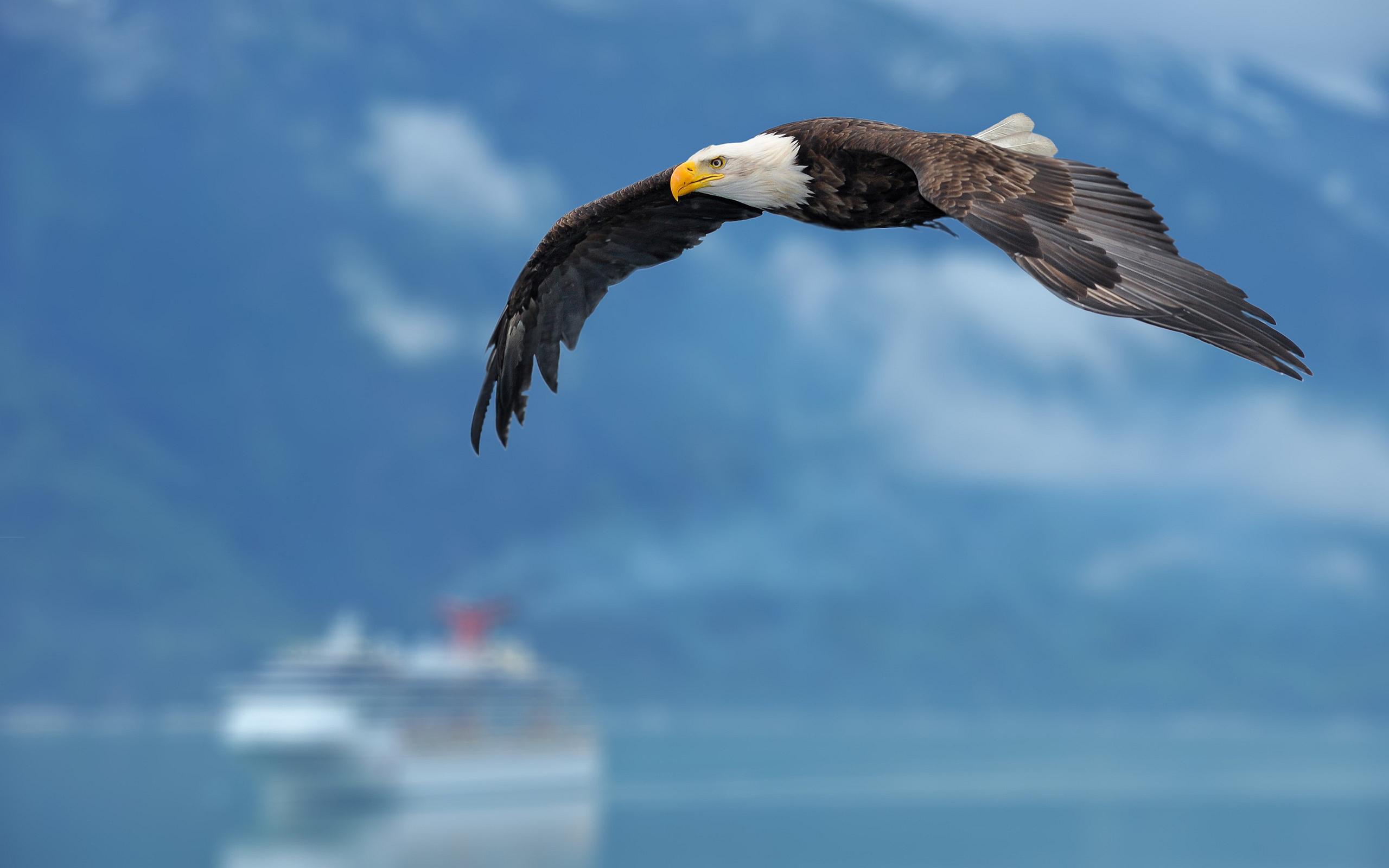 Bald Eagle Flying Wallpapers - Top Free Bald Eagle Flying Backgrounds - WallpaperAccess