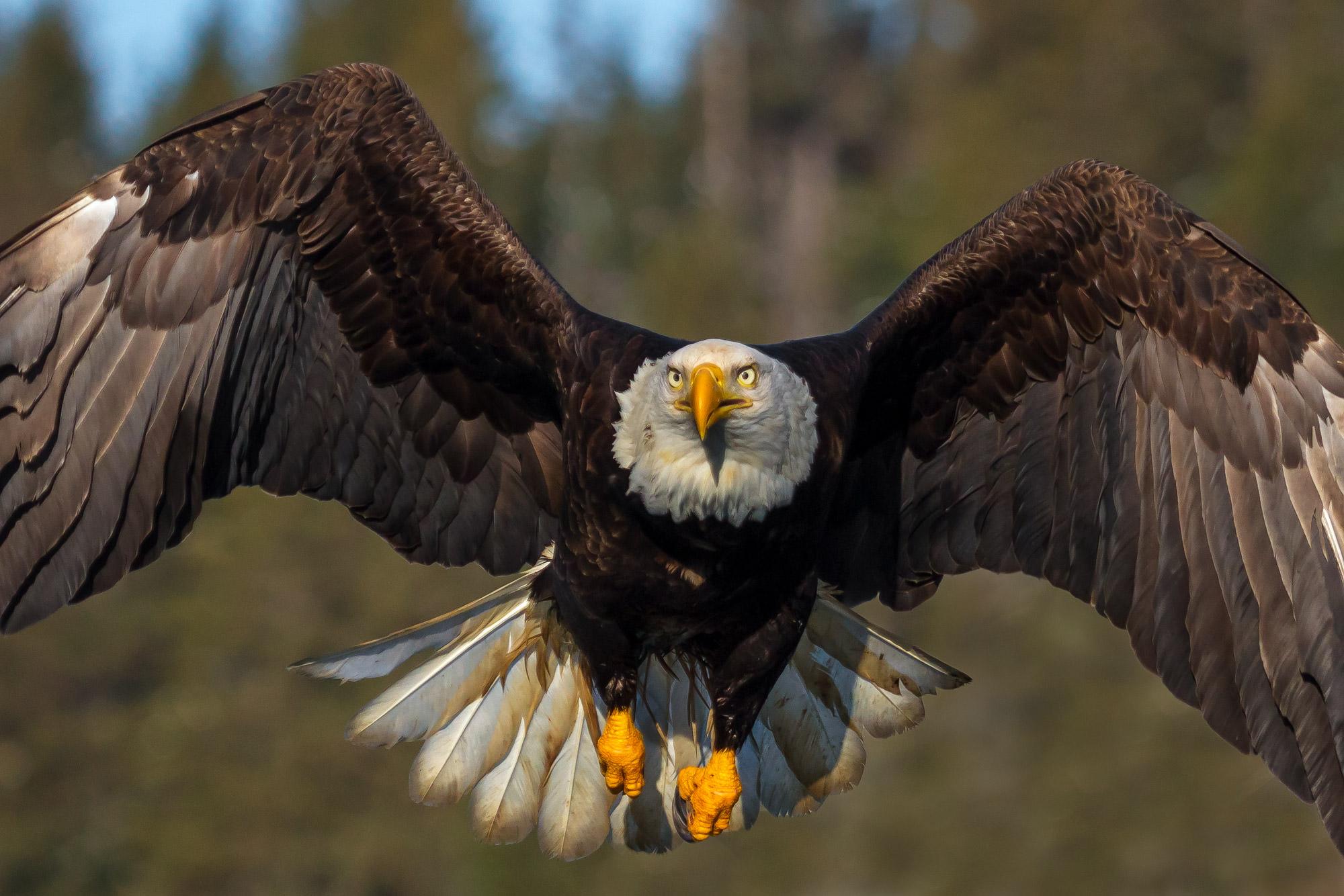 Bald Eagle Flying Wallpapers - Top Free Bald Eagle Flying Backgrounds - WallpaperAccess