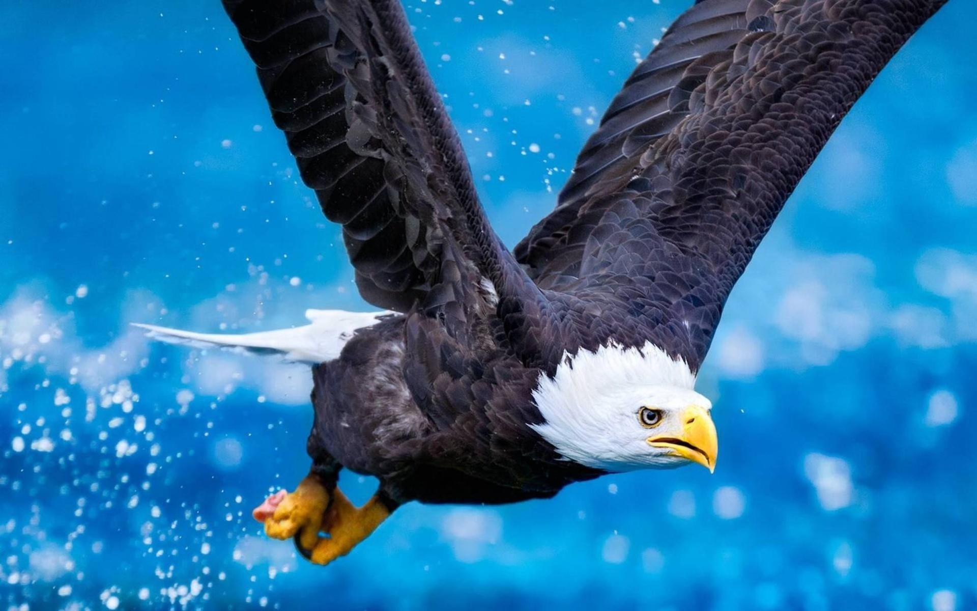 Bald Eagle Flying Wallpapers - Top Free Bald Eagle Flying Backgrounds - WallpaperAccess