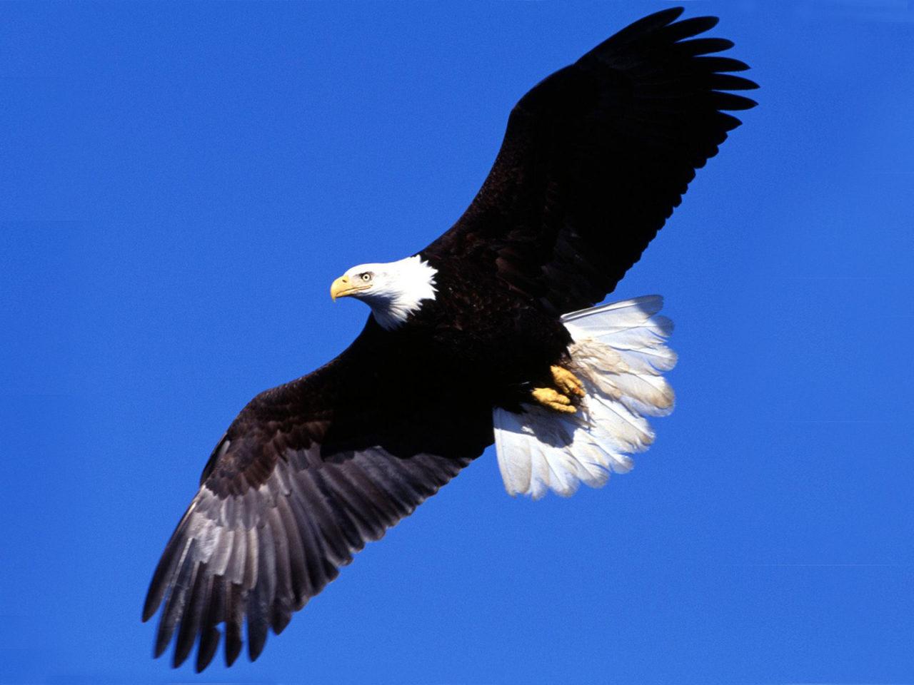 Bald Eagle Flying Wallpapers - Top Free Bald Eagle Flying Backgrounds - WallpaperAccess