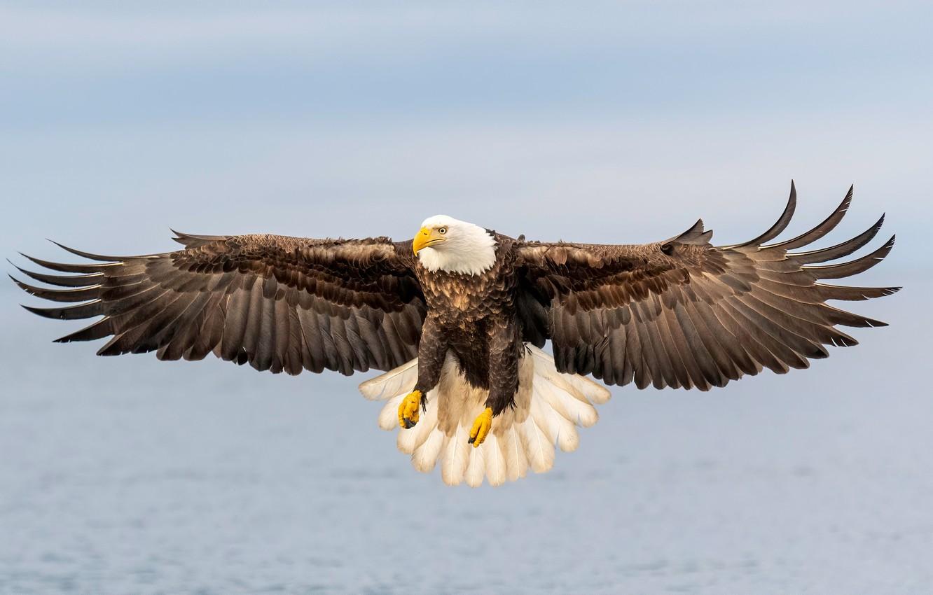 Bald Eagle Flying Wallpapers - Top Free Bald Eagle Flying Backgrounds - WallpaperAccess