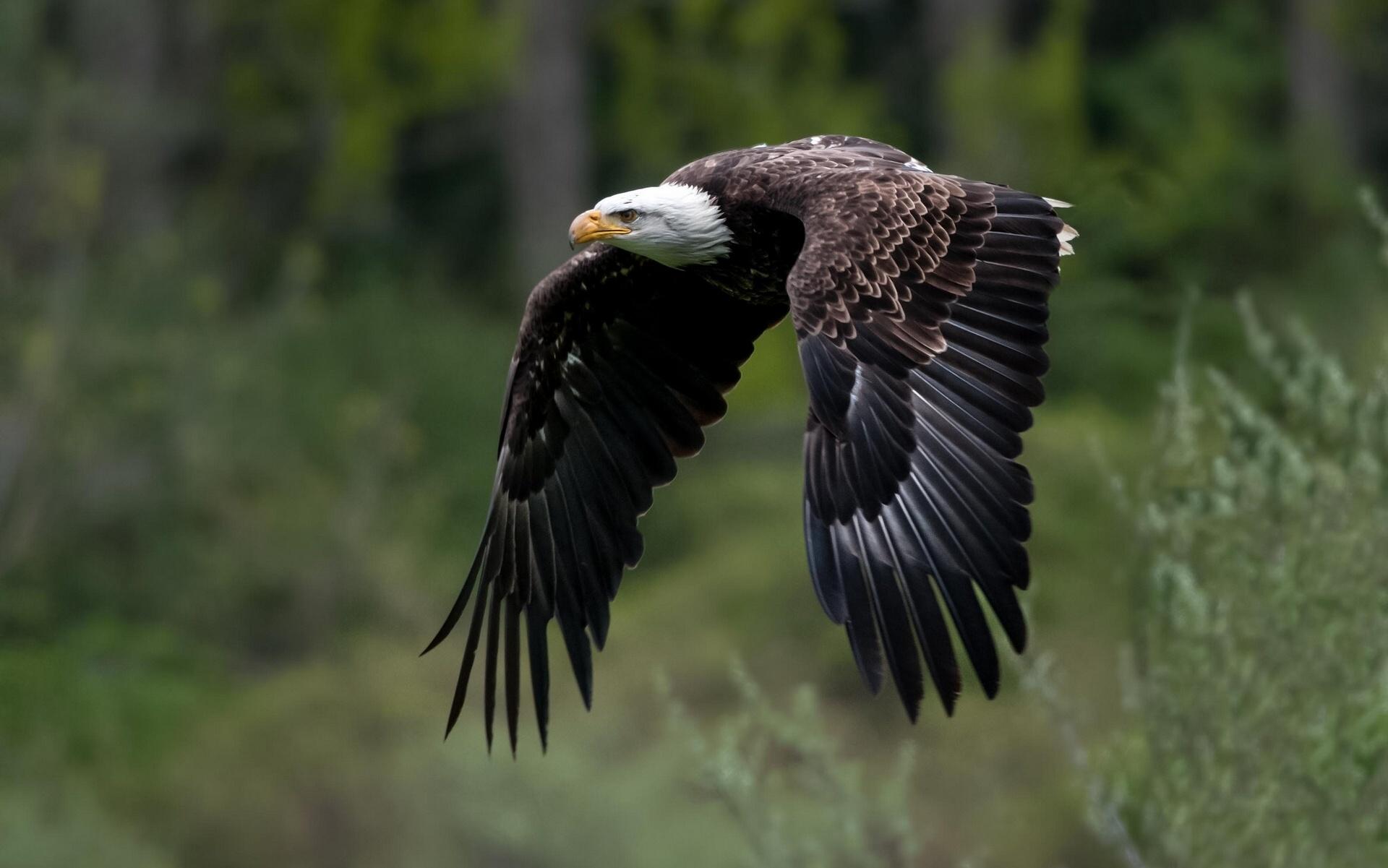 Bald Eagle Flying Wallpapers - Top Free Bald Eagle Flying Backgrounds - WallpaperAccess
