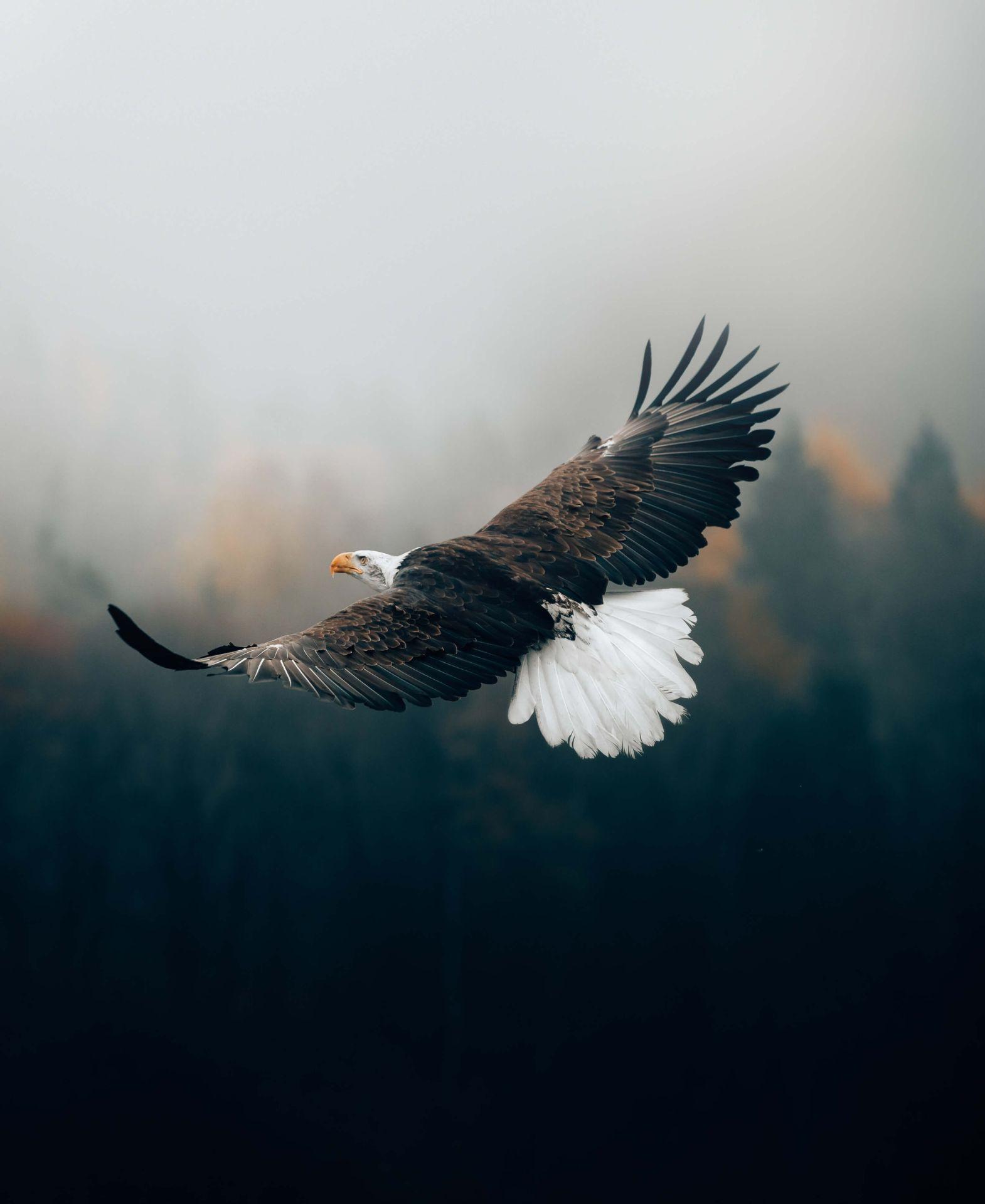 Bald Eagle Flying Wallpapers - Top Free Bald Eagle Flying Backgrounds - WallpaperAccess
