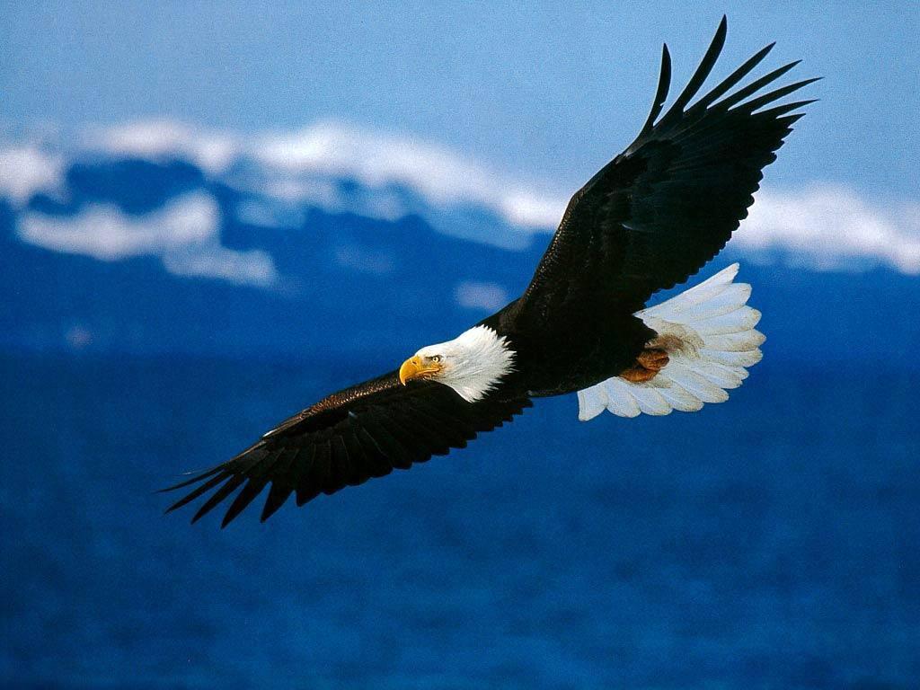 Bald Eagle Flying Wallpapers - Top Free Bald Eagle Flying Backgrounds - WallpaperAccess